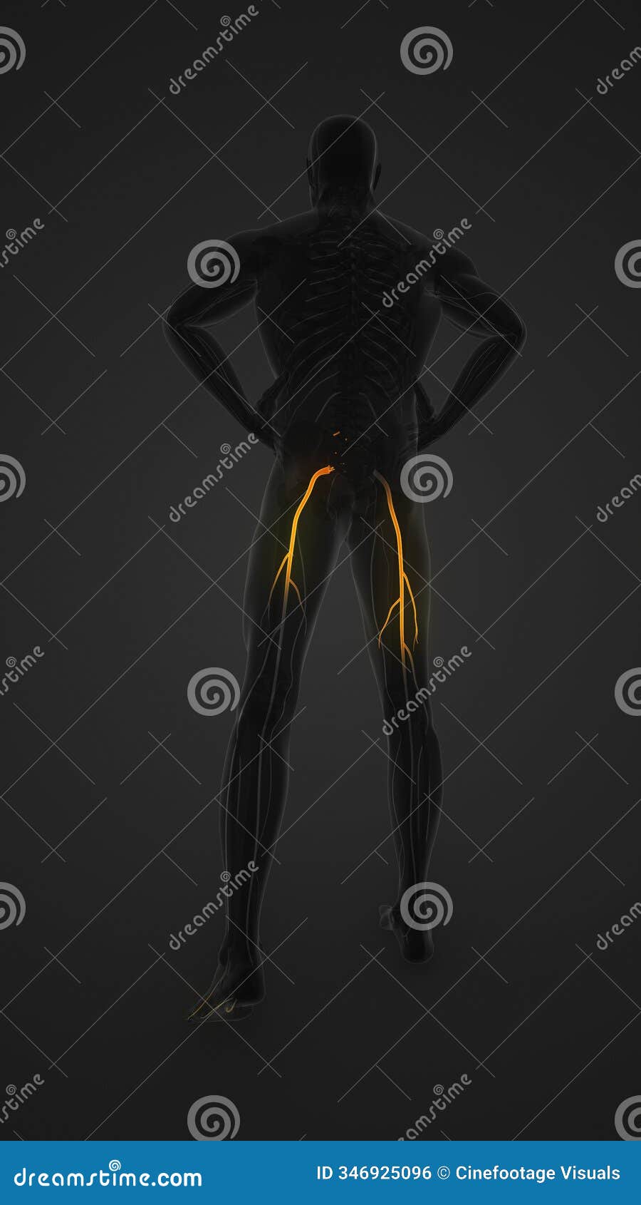 Man Showing Both Side Sciatica Nerves Stock Photo - Image of nervous ...