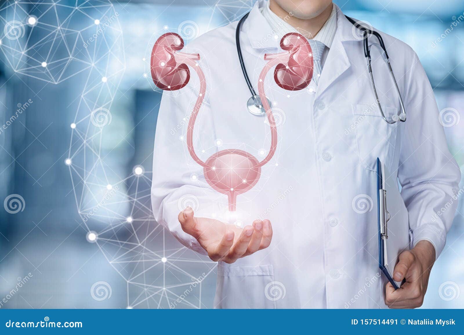 A Medical Worker Shows the Urinary System Stock Image - Image of hand ...