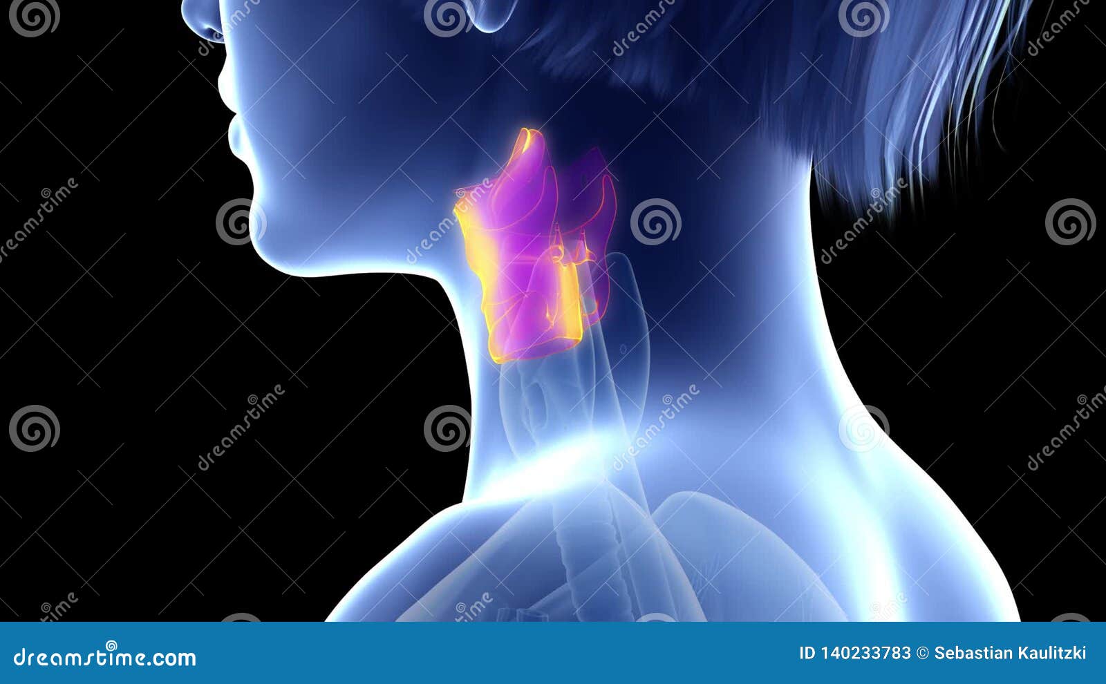 The larynx stock video. Video of artwork, medical, painful - 140233783