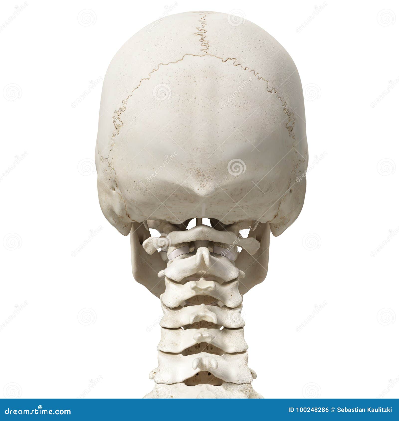 The Cervical Spine and Skull Stock Illustration - Illustration of atlas ...