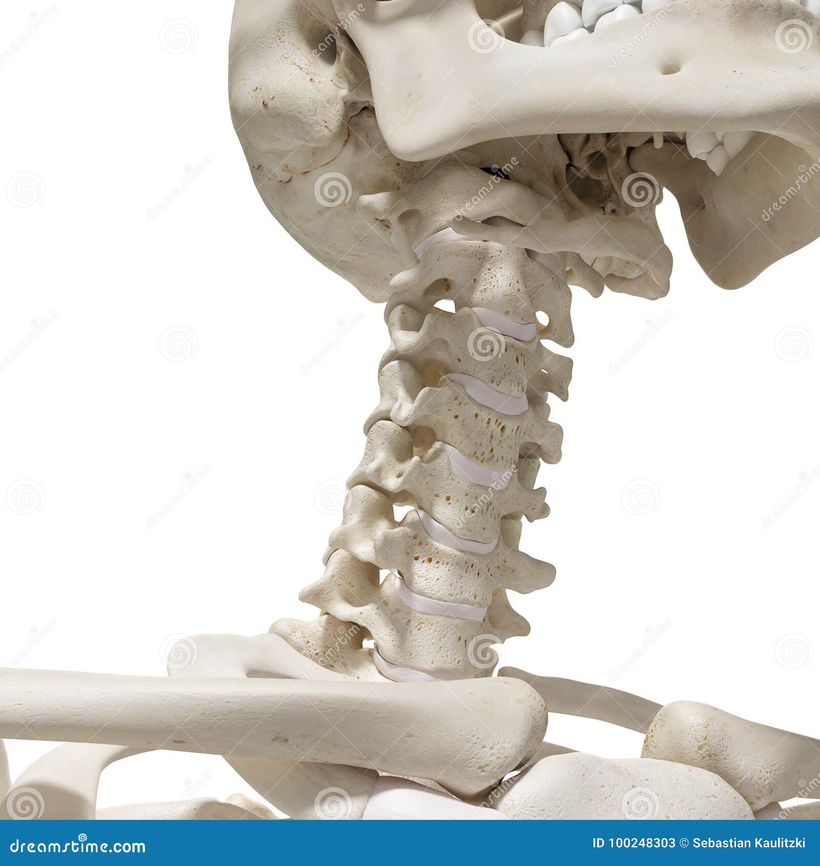 The Cervical Spine and Skull Stock Illustration - Illustration of ...