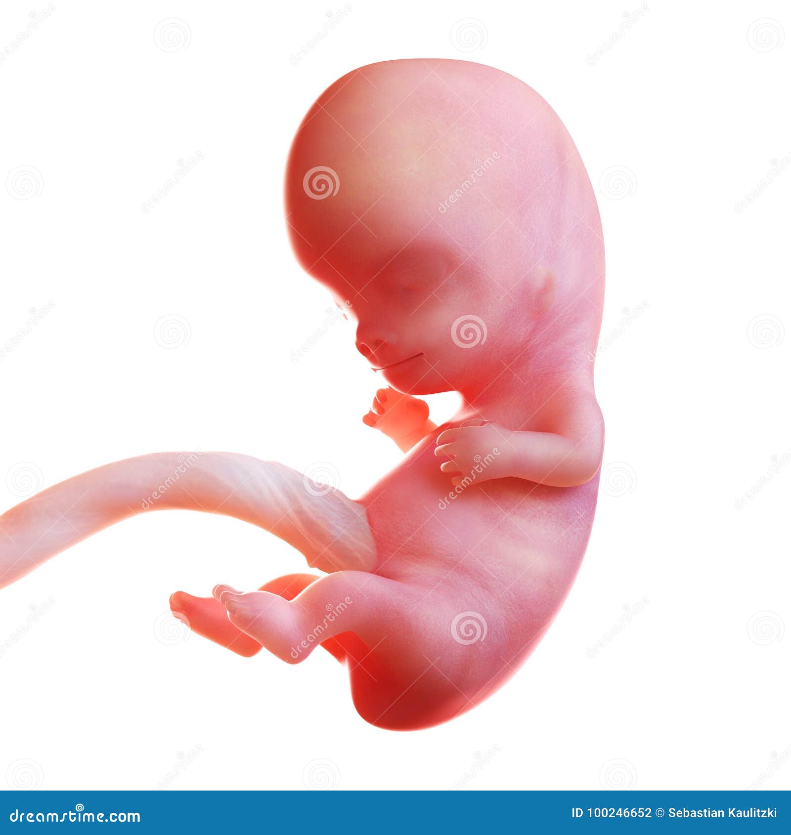 Human Embryo 9 Weeks