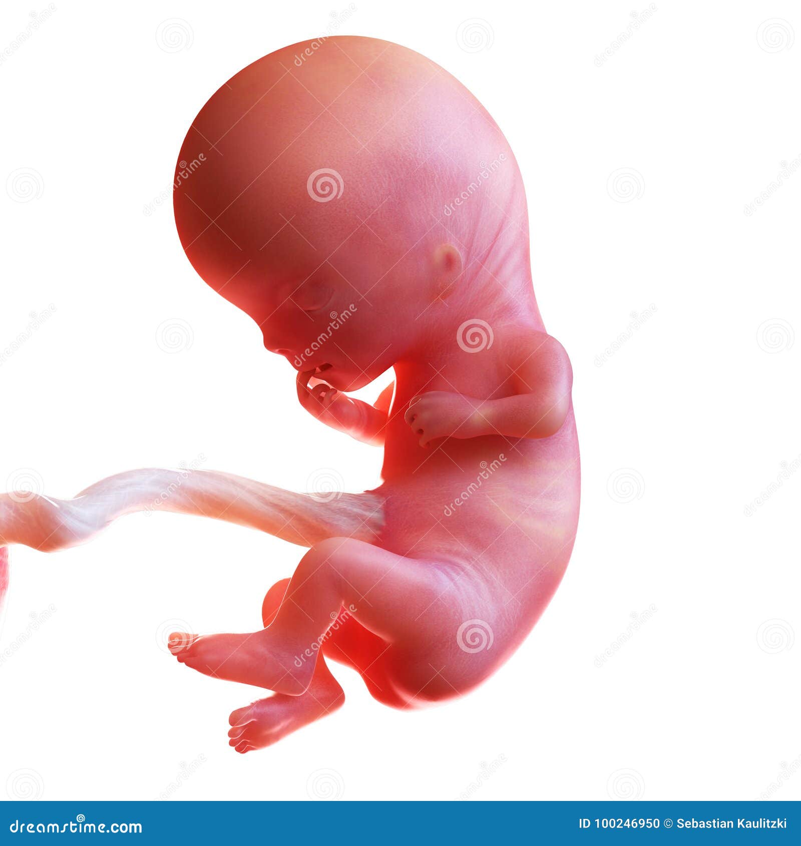 A fetus in week 11 stock illustration. Illustration of inside - 100246950