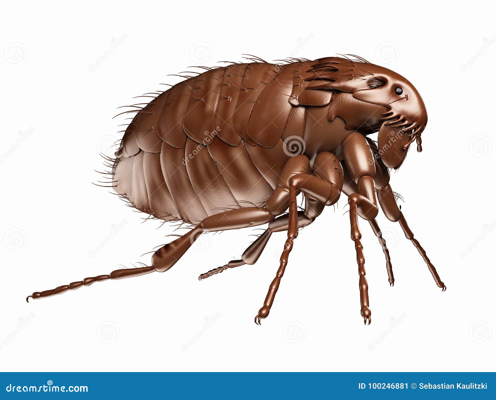 A flea stock illustration. Illustration of medically - 100246881