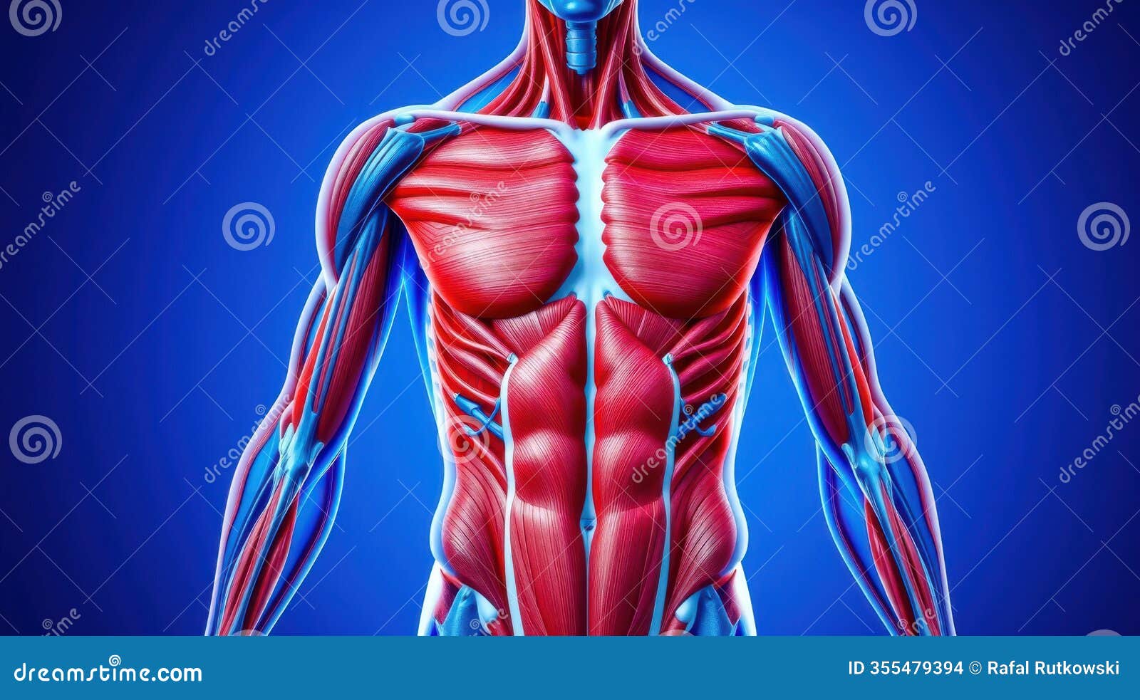 Detailed Anatomical Illustration Of The Upper Body's Muscular System ...