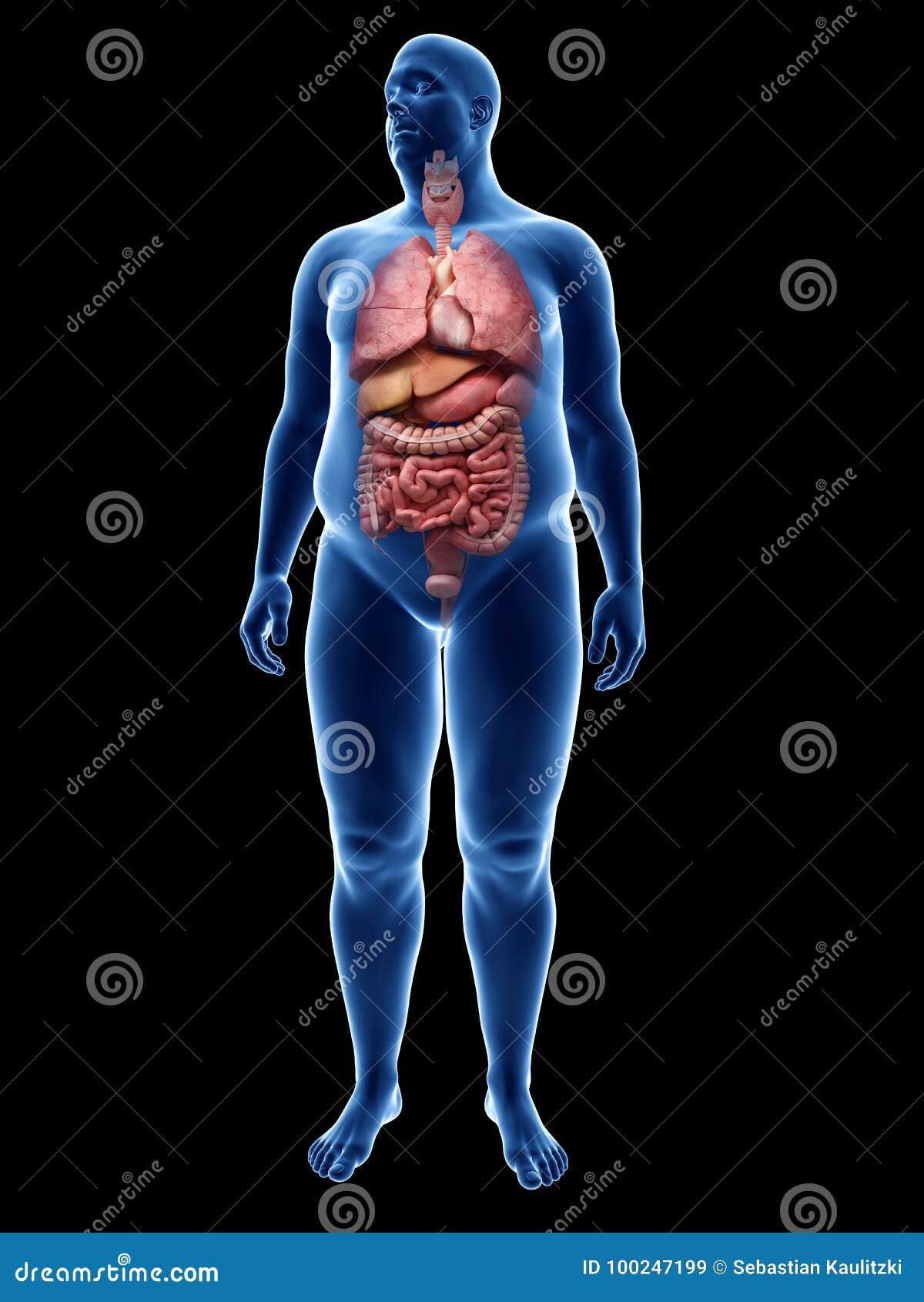 An obese guys organs stock illustration. Illustration of black - 100247199