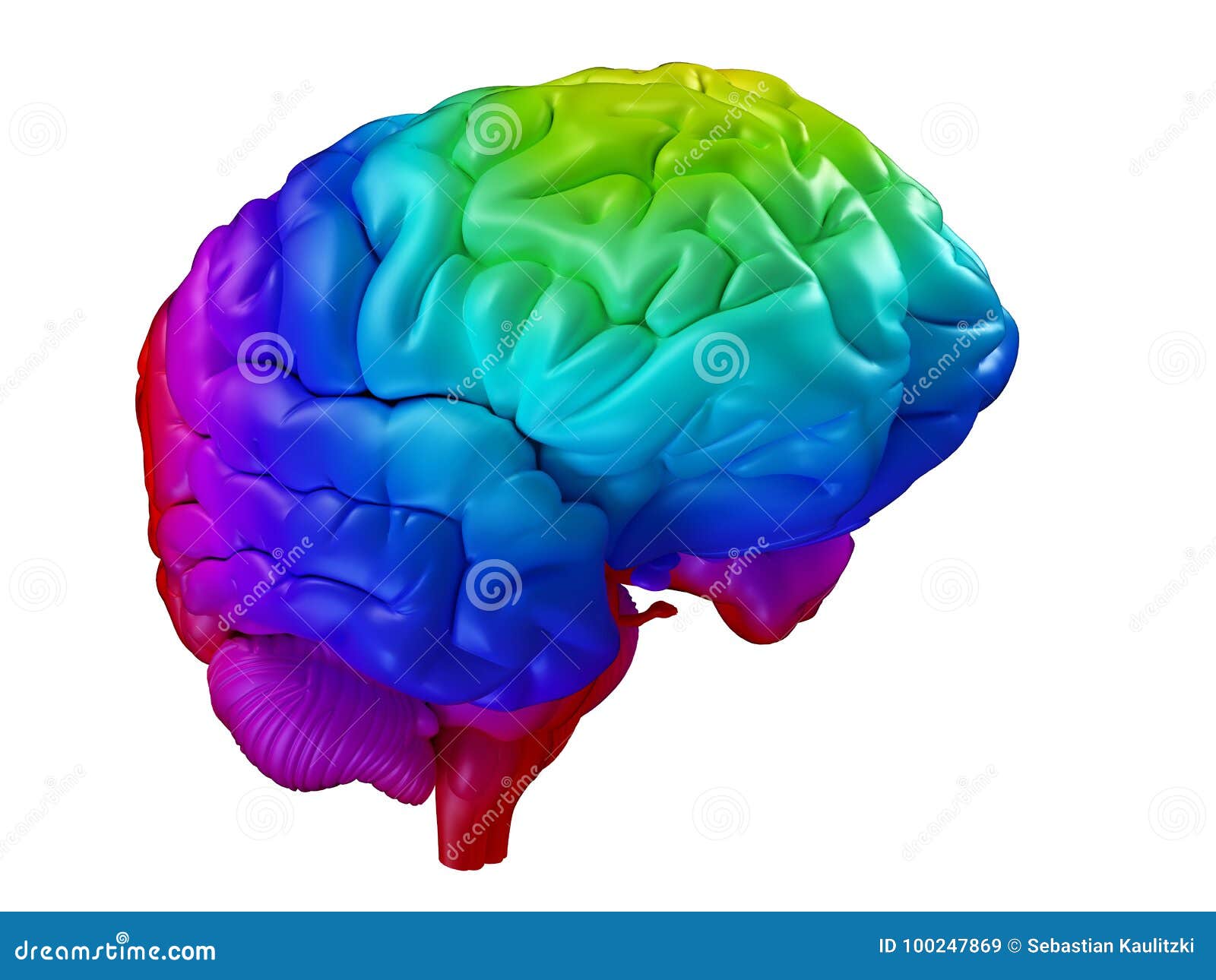 A Rainbow Brain Royalty-Free Stock Photo | CartoonDealer.com #100247571