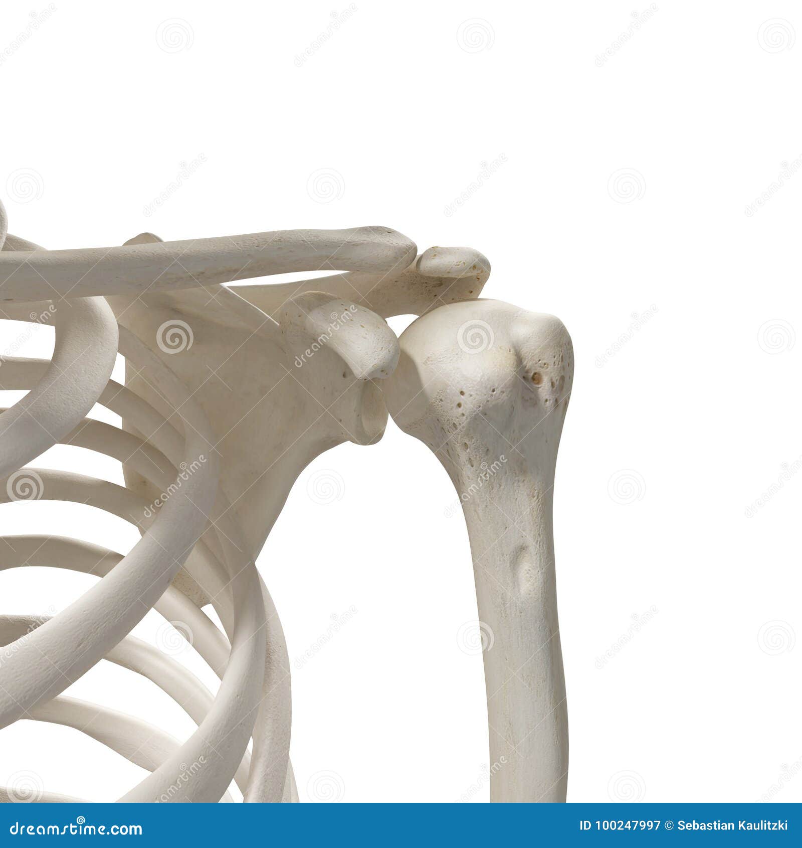The shoulder bones stock illustration. Illustration of anatomical ...