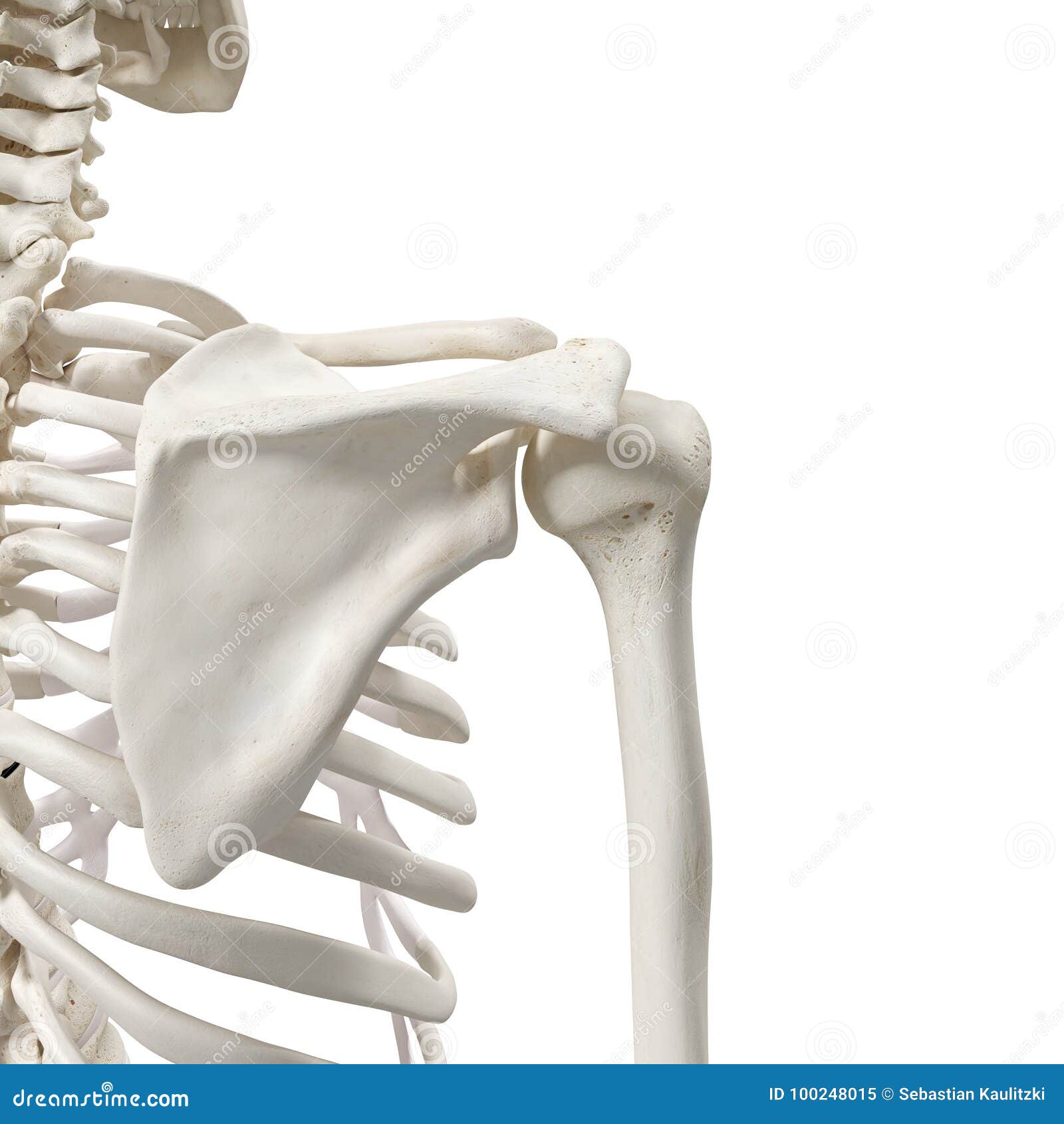The shoulder bones stock illustration. Illustration of skeleton - 100248015