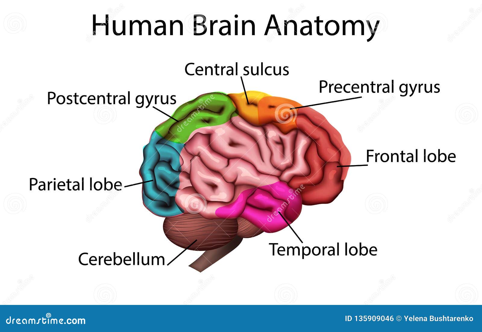 Medically Accurate Illustration of the Brain, Anatomical Structure ...