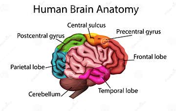 Medically Accurate Illustration of the Brain, Anatomical Structure ...