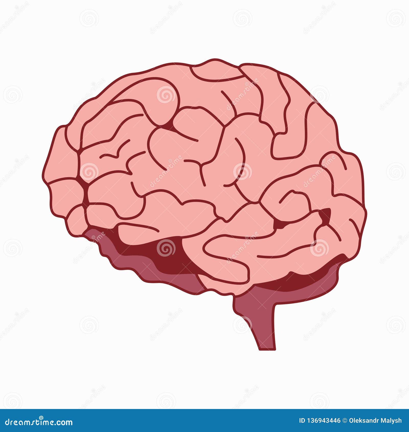 Medically Accurate Illustration of the Brain Design Vector Stock Vector ...