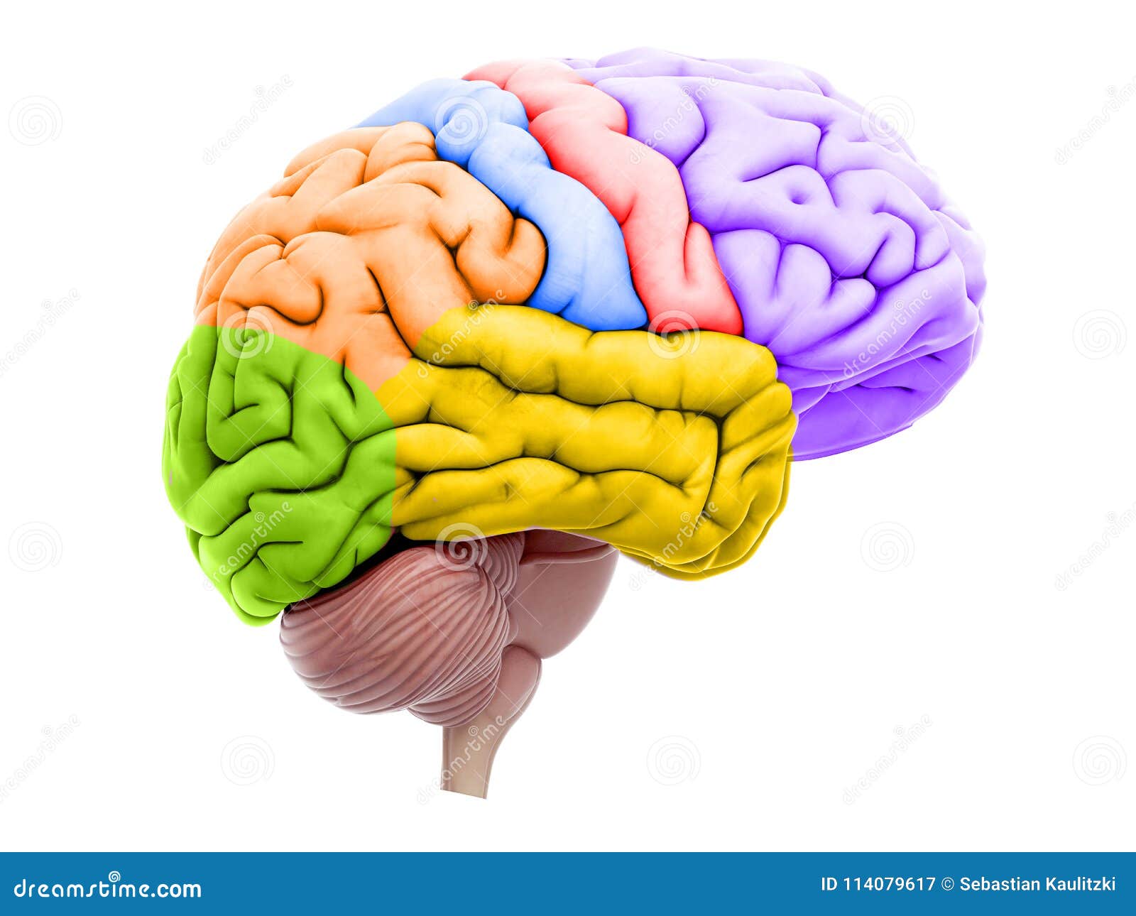 The brain sections stock illustration. Illustration of graphic - 114079617