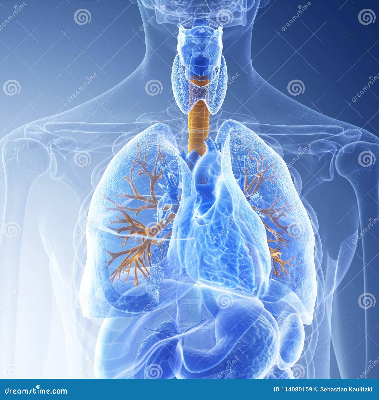 The bronchi stock illustration. Illustration of anatomical - 114080159