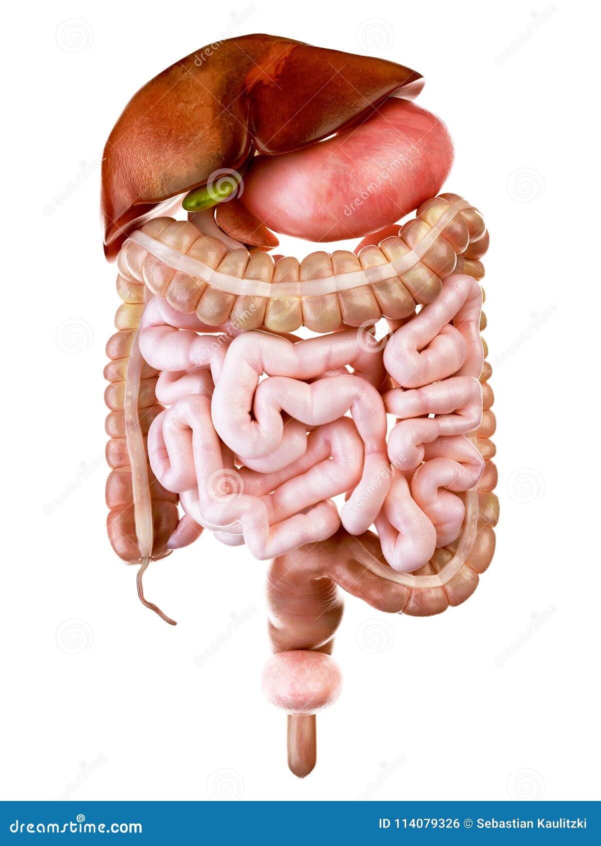 Real Human Digestive System
