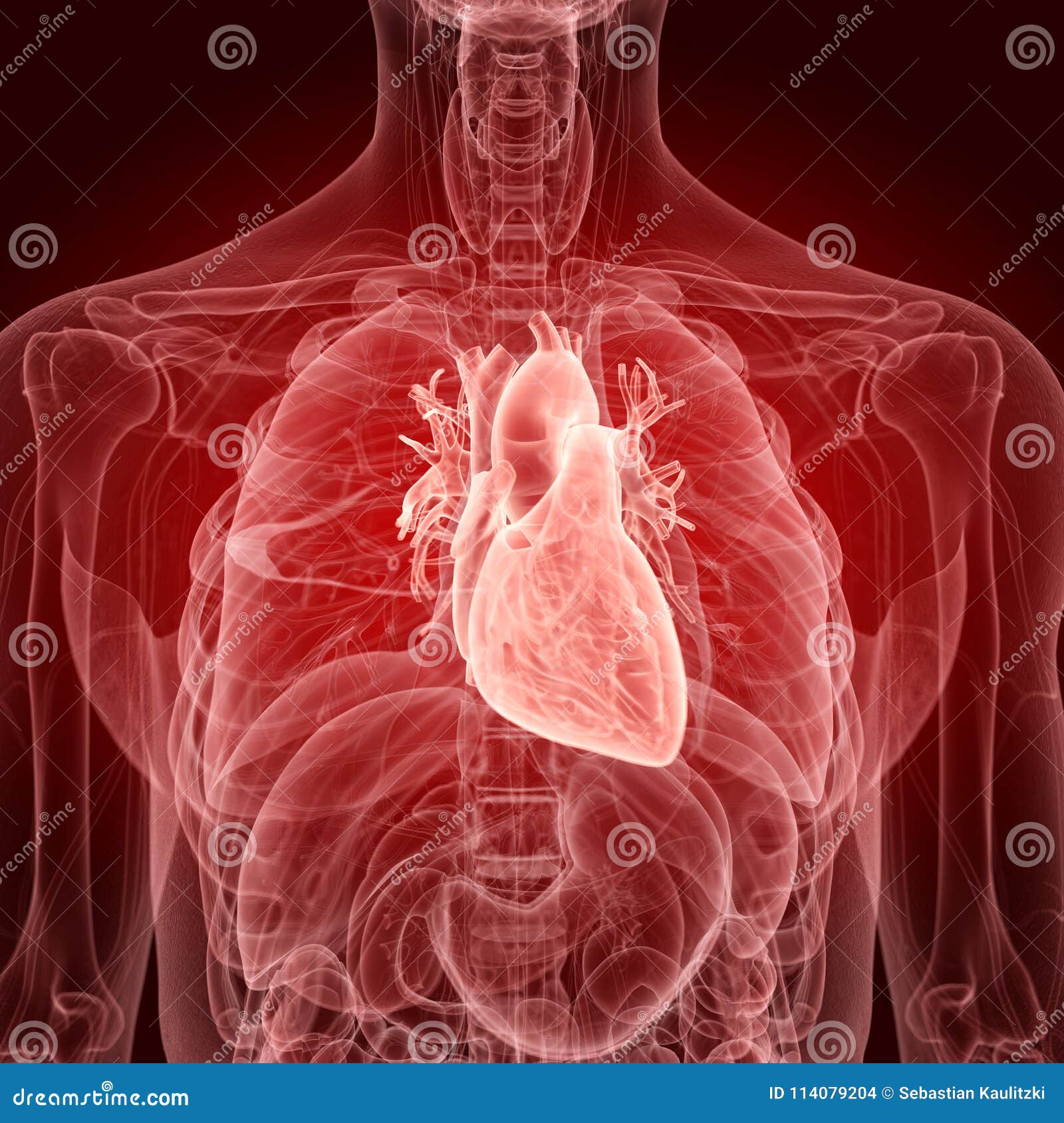 The human heart stock illustration. Illustration of artery - 114079204