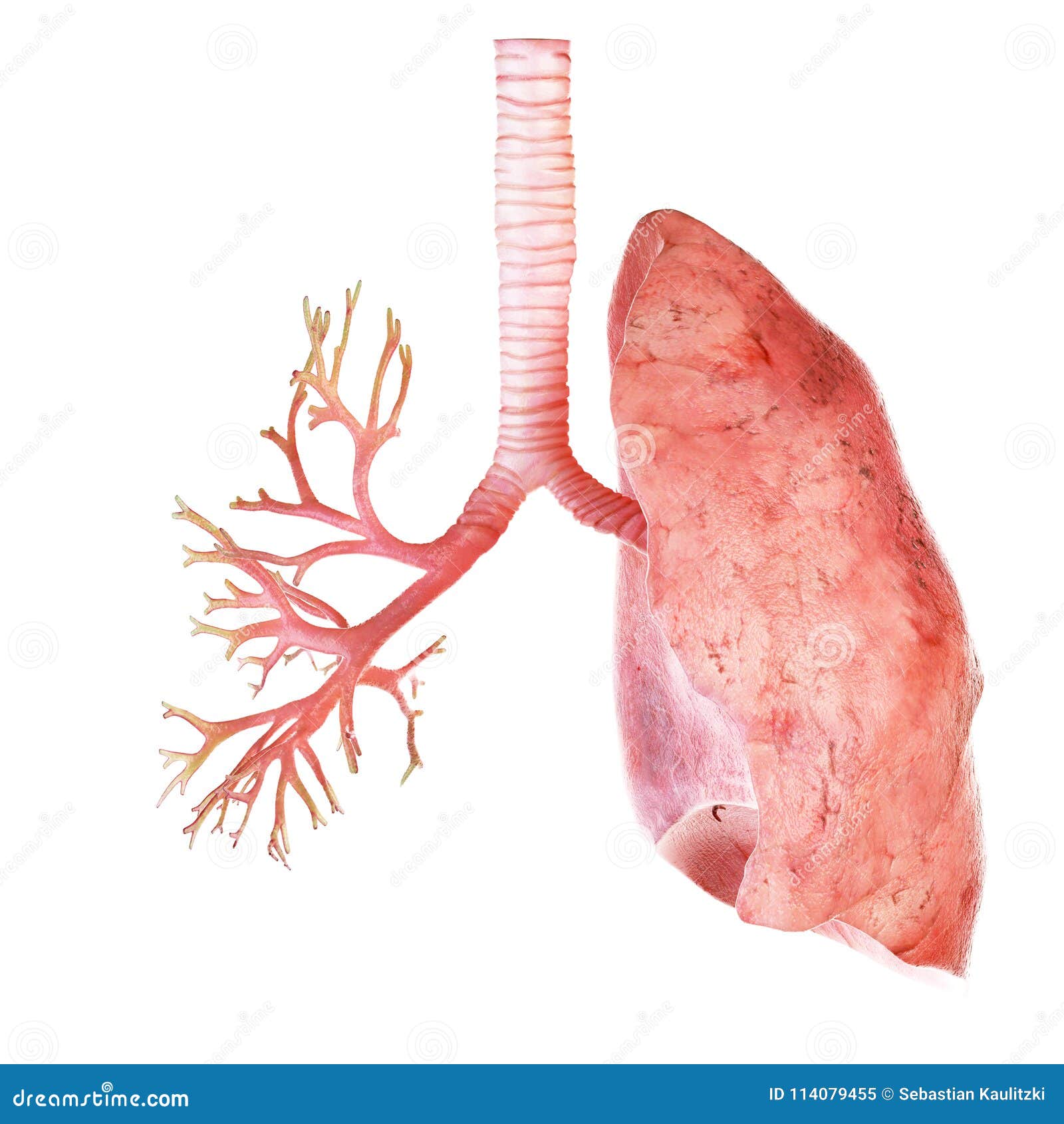 The human lung and bronchi stock illustration. Illustration of human ...