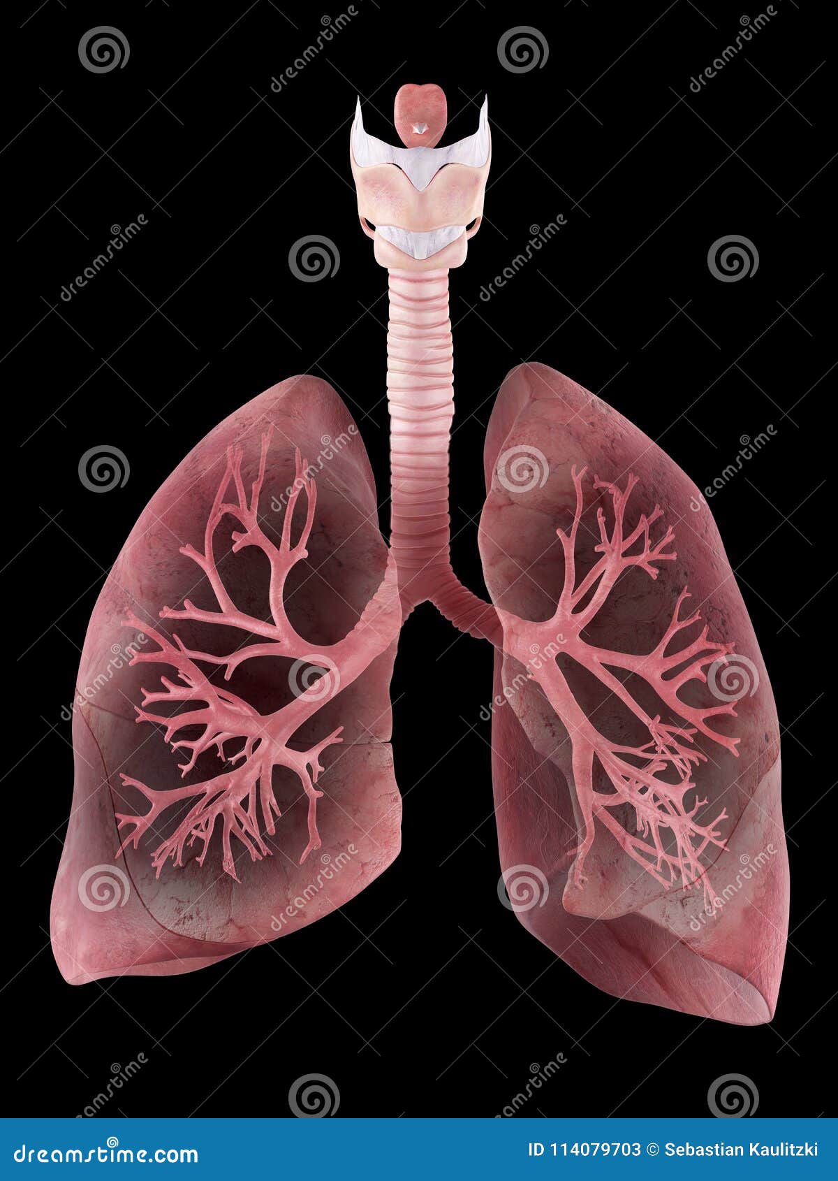 The human lung and bronchi stock illustration. Illustration of graphic ...
