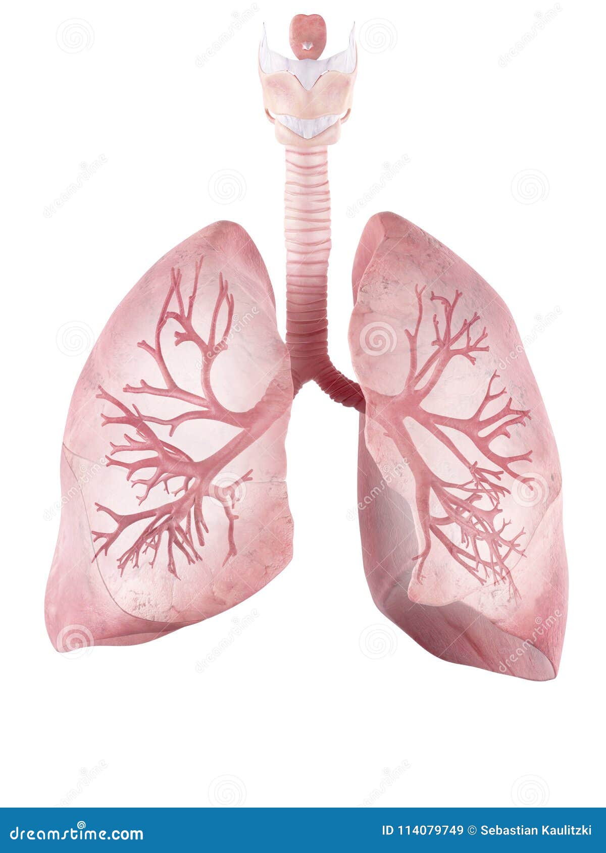 The human lung and bronchi stock illustration. Illustration of accurate ...