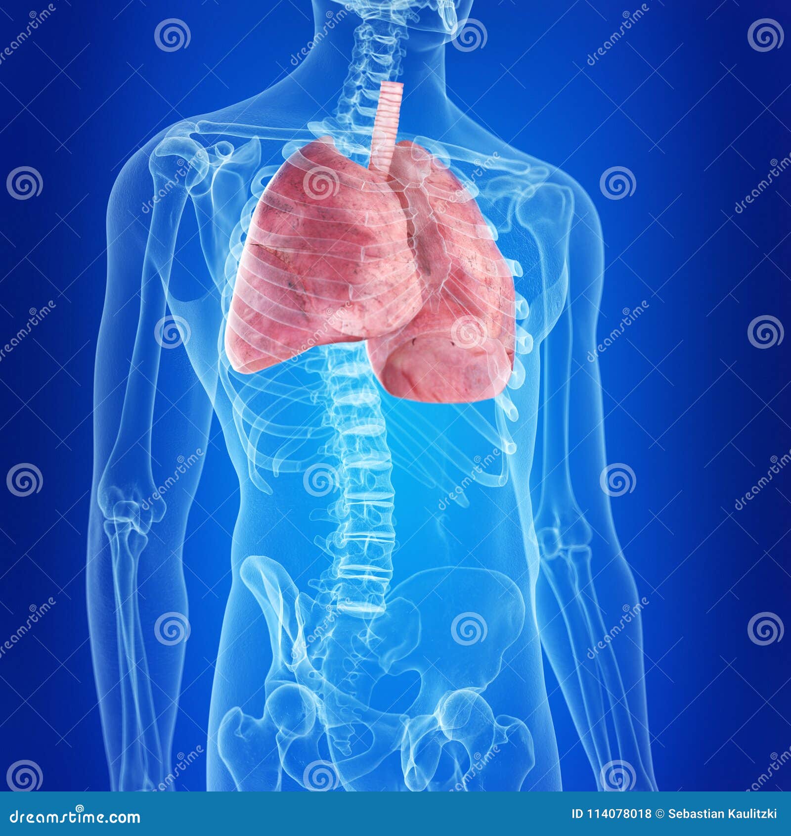 The human lungs stock illustration. Illustration of lung - 114078018