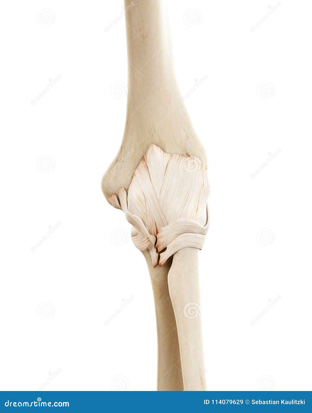 Human Skeletal Body With Nerves And Lymph Nodes Royalty-Free Stock ...