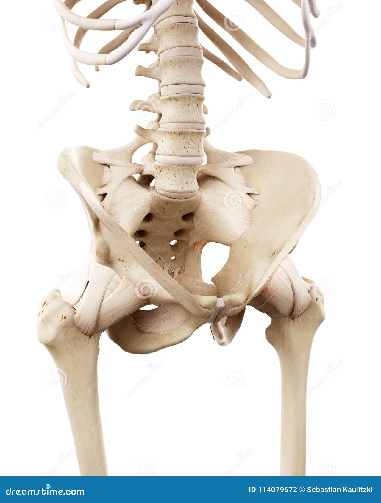 The human skeletal hip stock illustration. Illustration of artwork ...