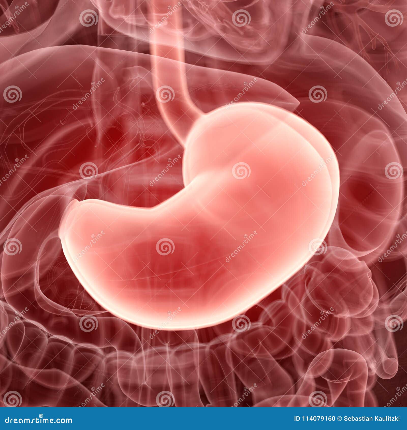 The human stomach stock illustration. Illustration of symptoms - 114079160