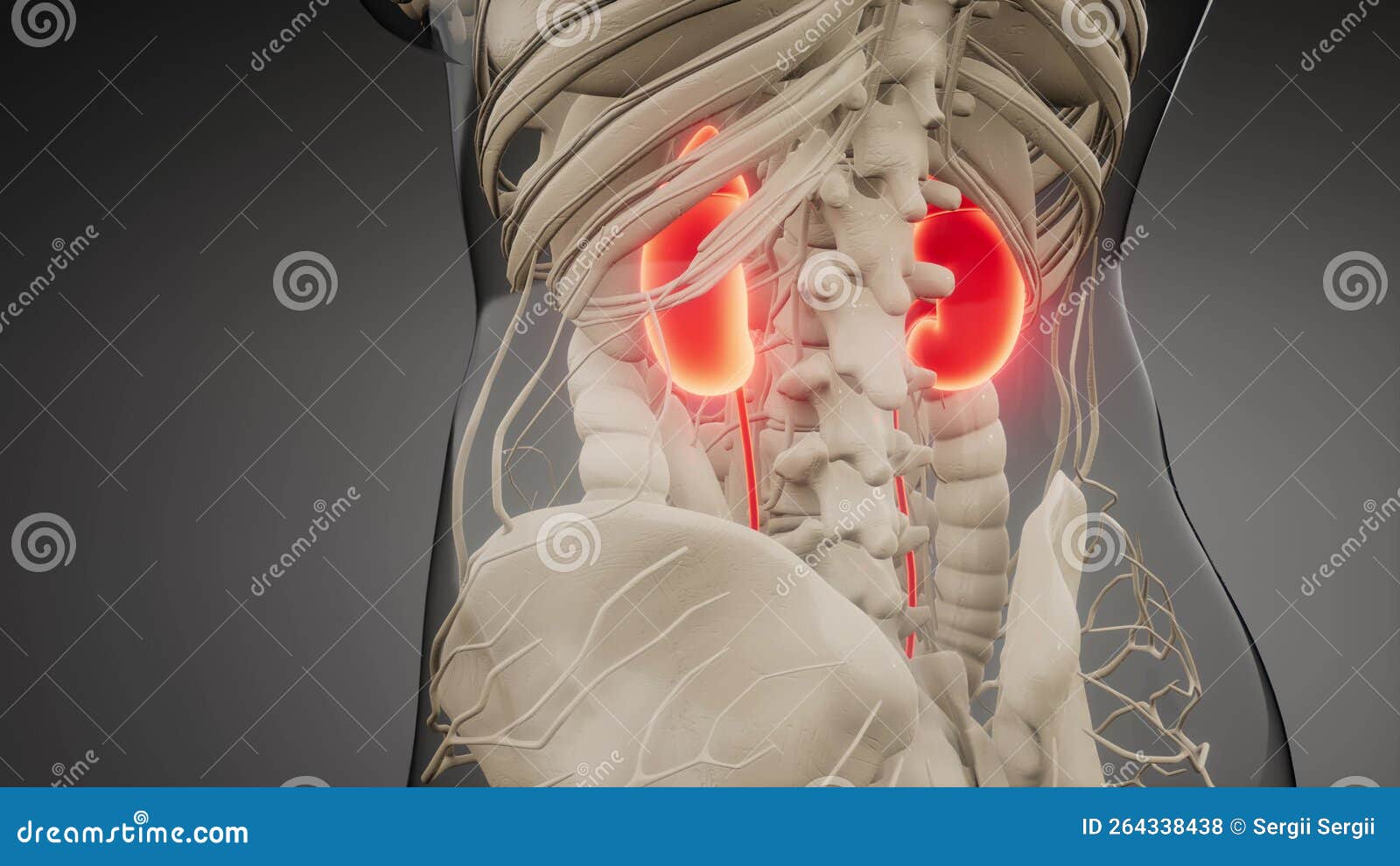 Medically Accurate Illustration of the Kidneys Stock Illustration ...