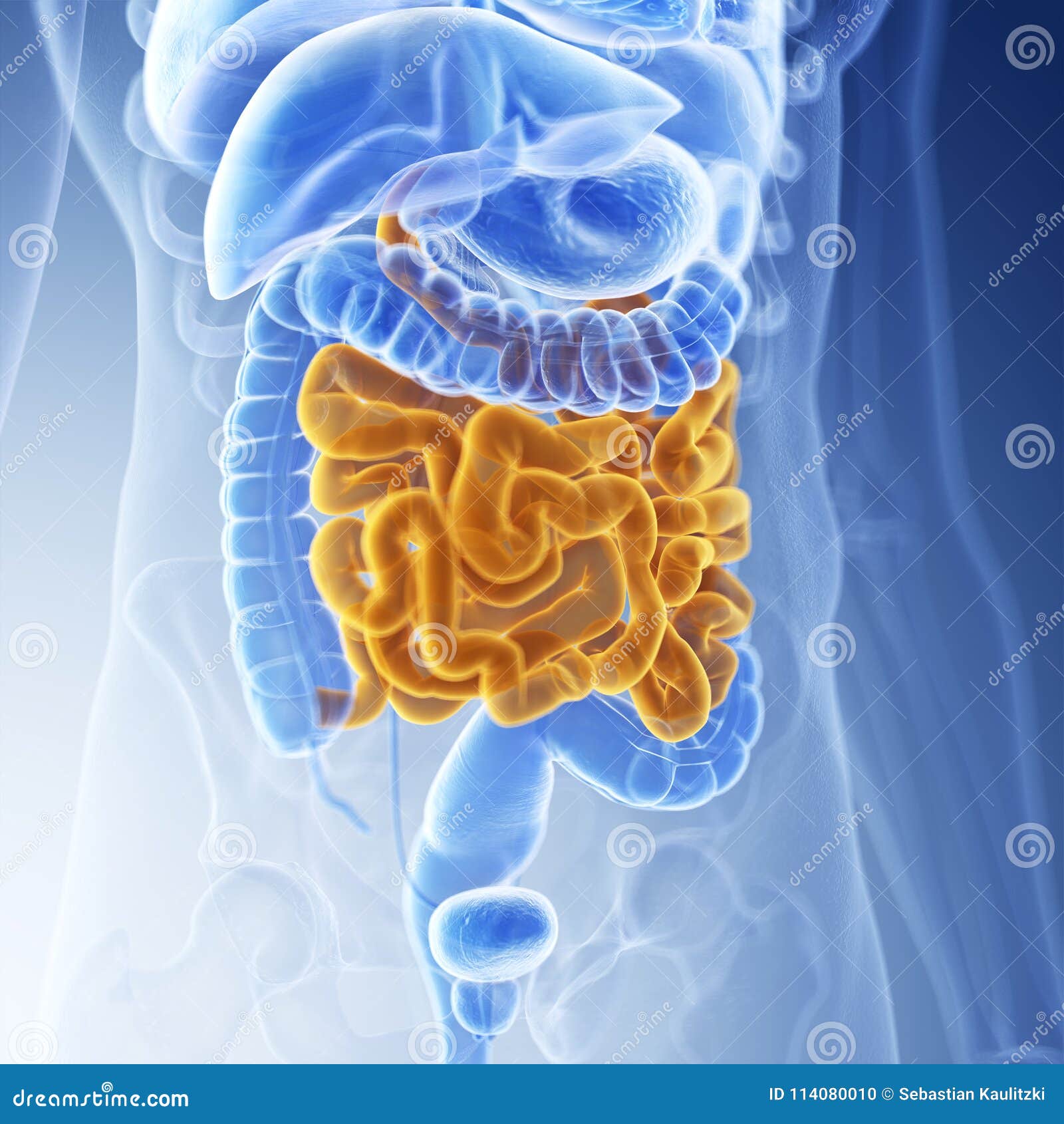 The small intestine stock illustration. Illustration of human - 114080010