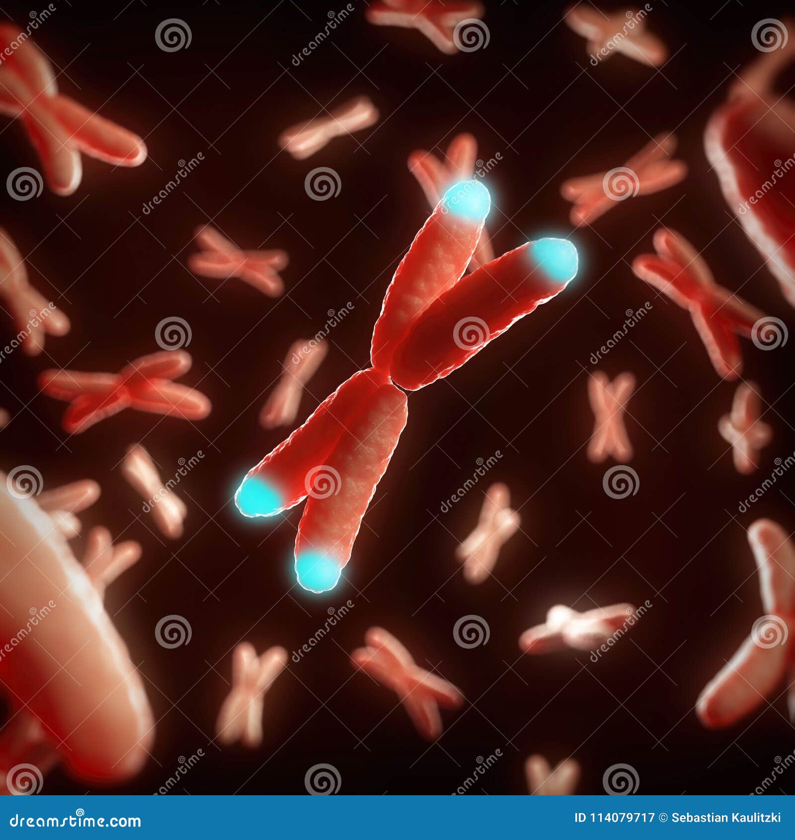 The telomeres stock illustration. Illustration of biology - 114079717