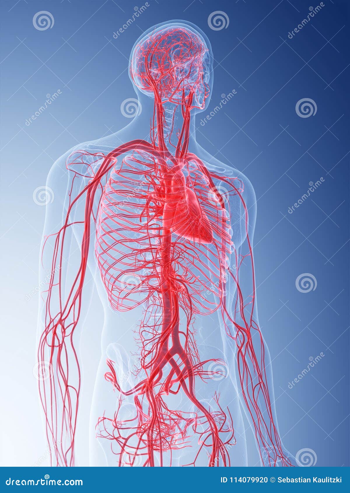 The vascular system stock illustration. Illustration of cardiac - 114079920