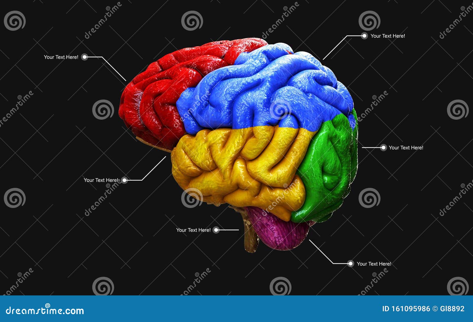 Medically 3d Illustration of the Human Brain in Side View with Clipping ...