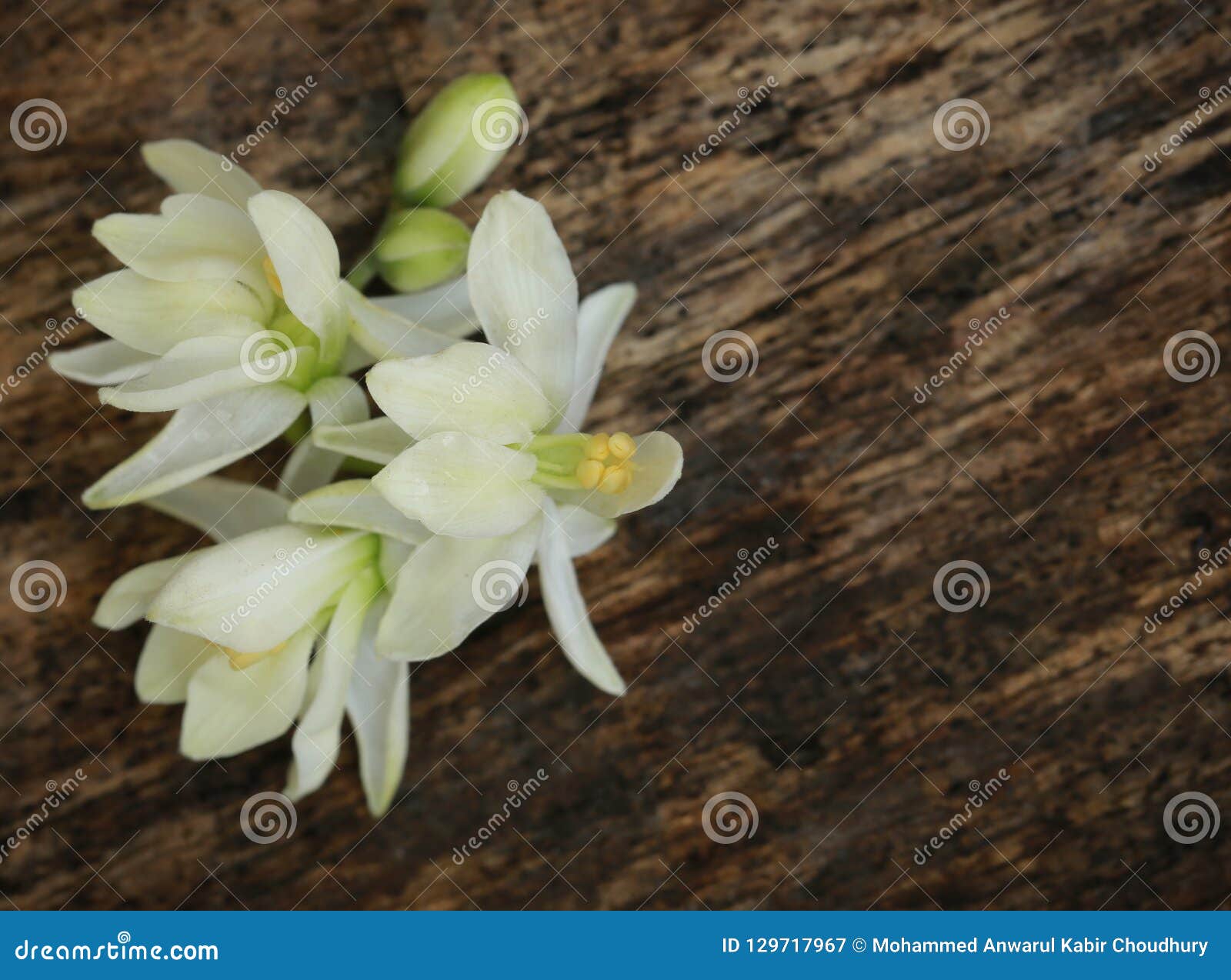 Medicianl moringa flower stock image. Image of medicine - 129717967