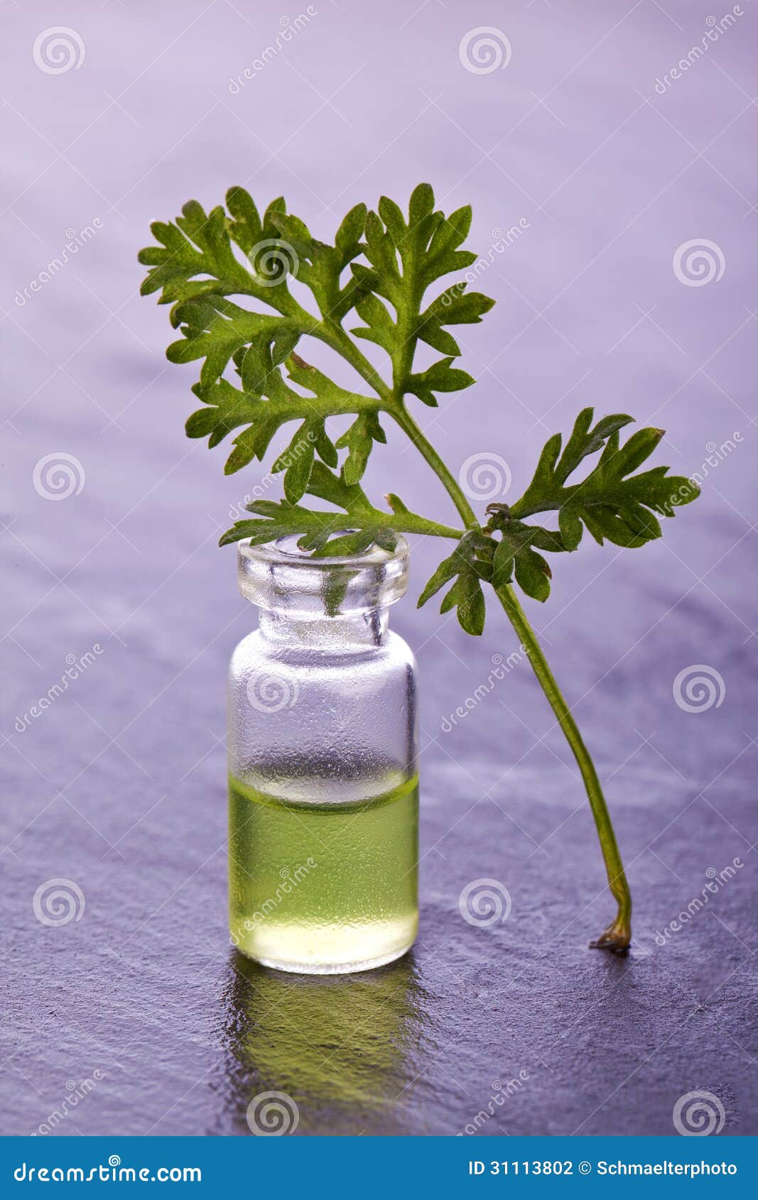 Medicina Natural Da Erva Do Absinto Foto de Stock - Imagem de vidro ...