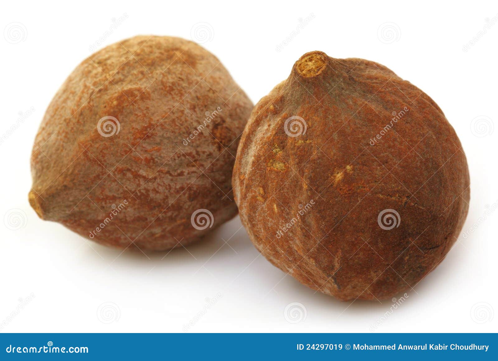 Medicinal Bahera Fruits Of India Stock Image | CartoonDealer.com #24297019
