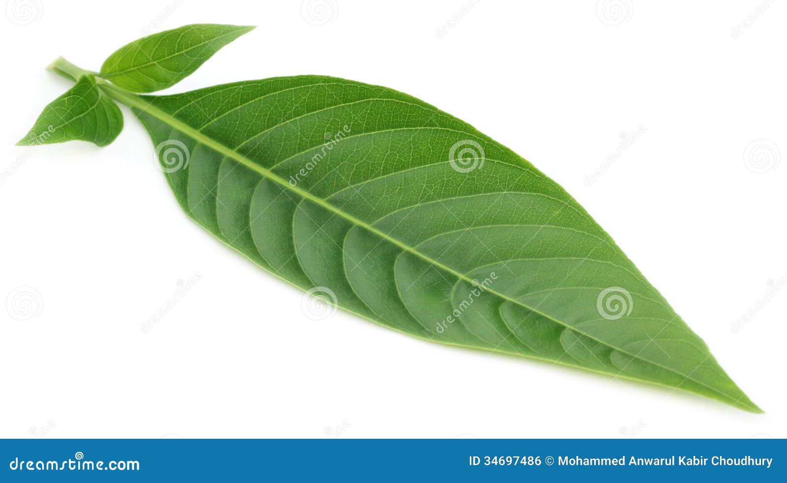 Adhatoda Vasica Nees. Or Vasaka Leaves, Known As Vasa In Ayurveda ...
