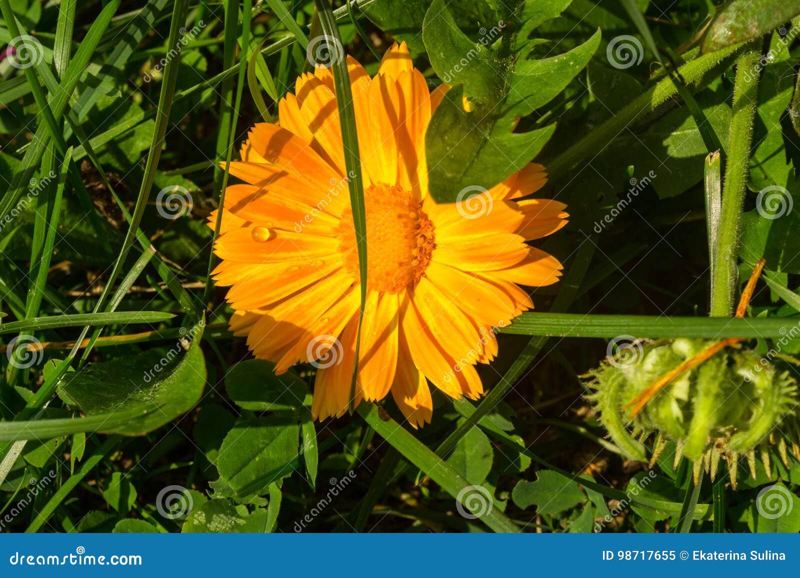 Calendula stock image. Image of green, bloom, light, botanical - 98717655