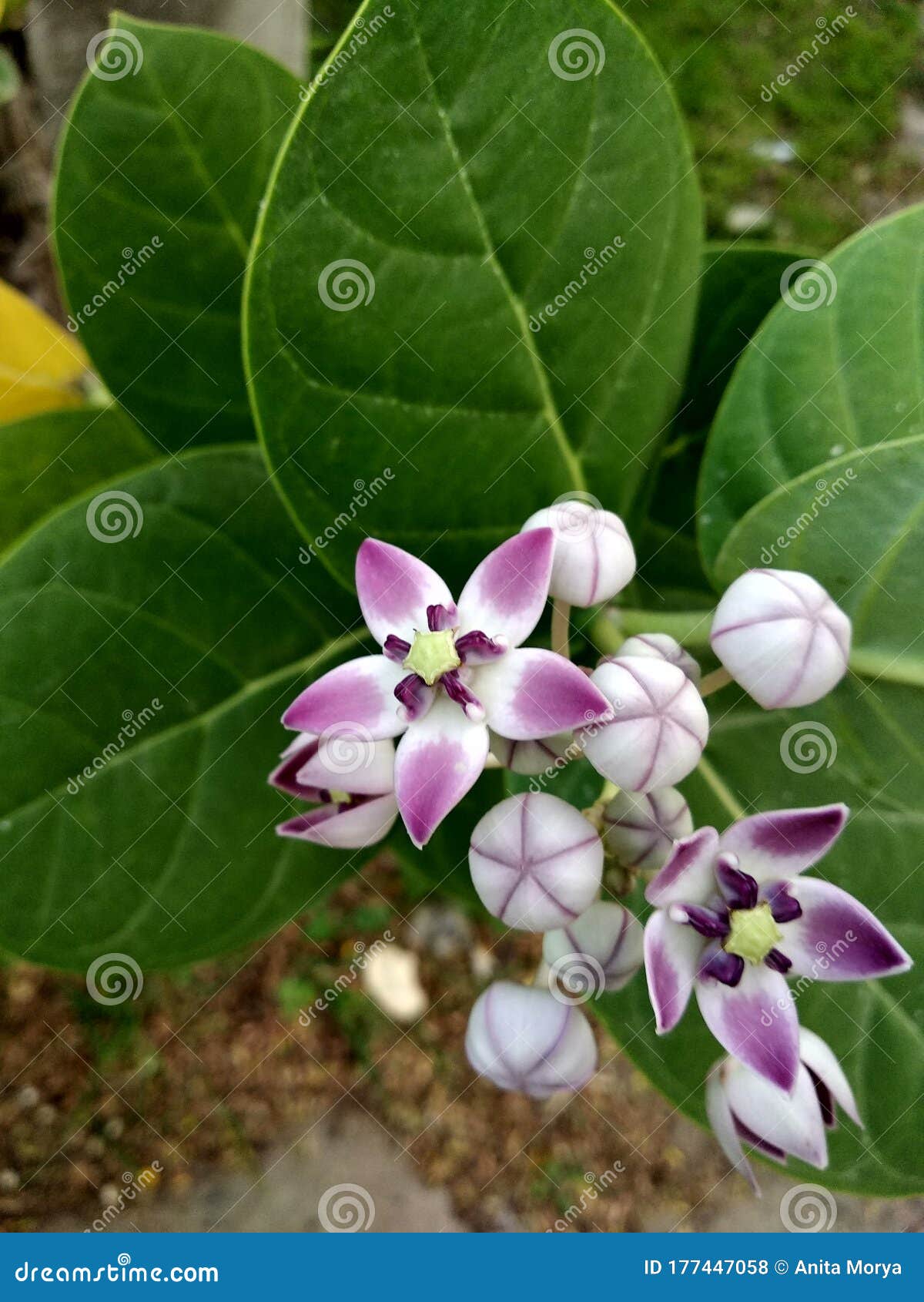 Medicinal Calotropis Gigantea or Crown Flower Stock Photo - Image of ...