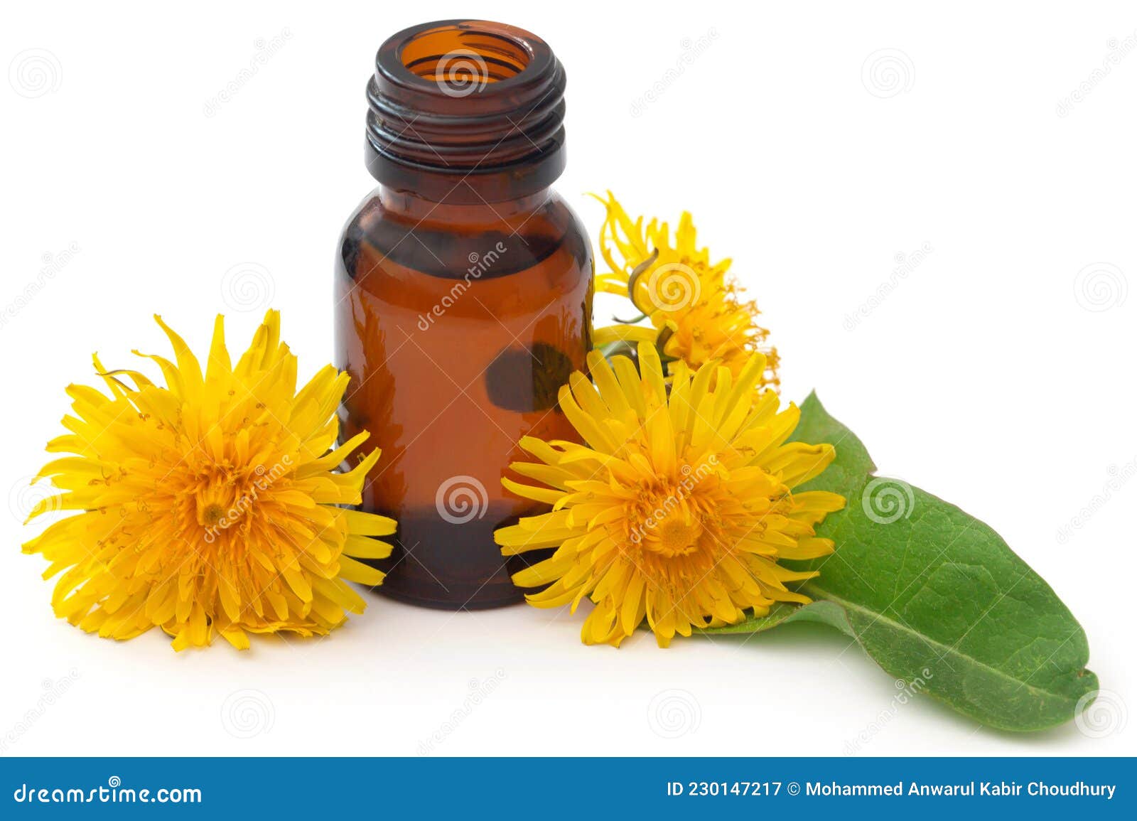 Medicinal Dandelion and Extract Stock Image - Image of background ...