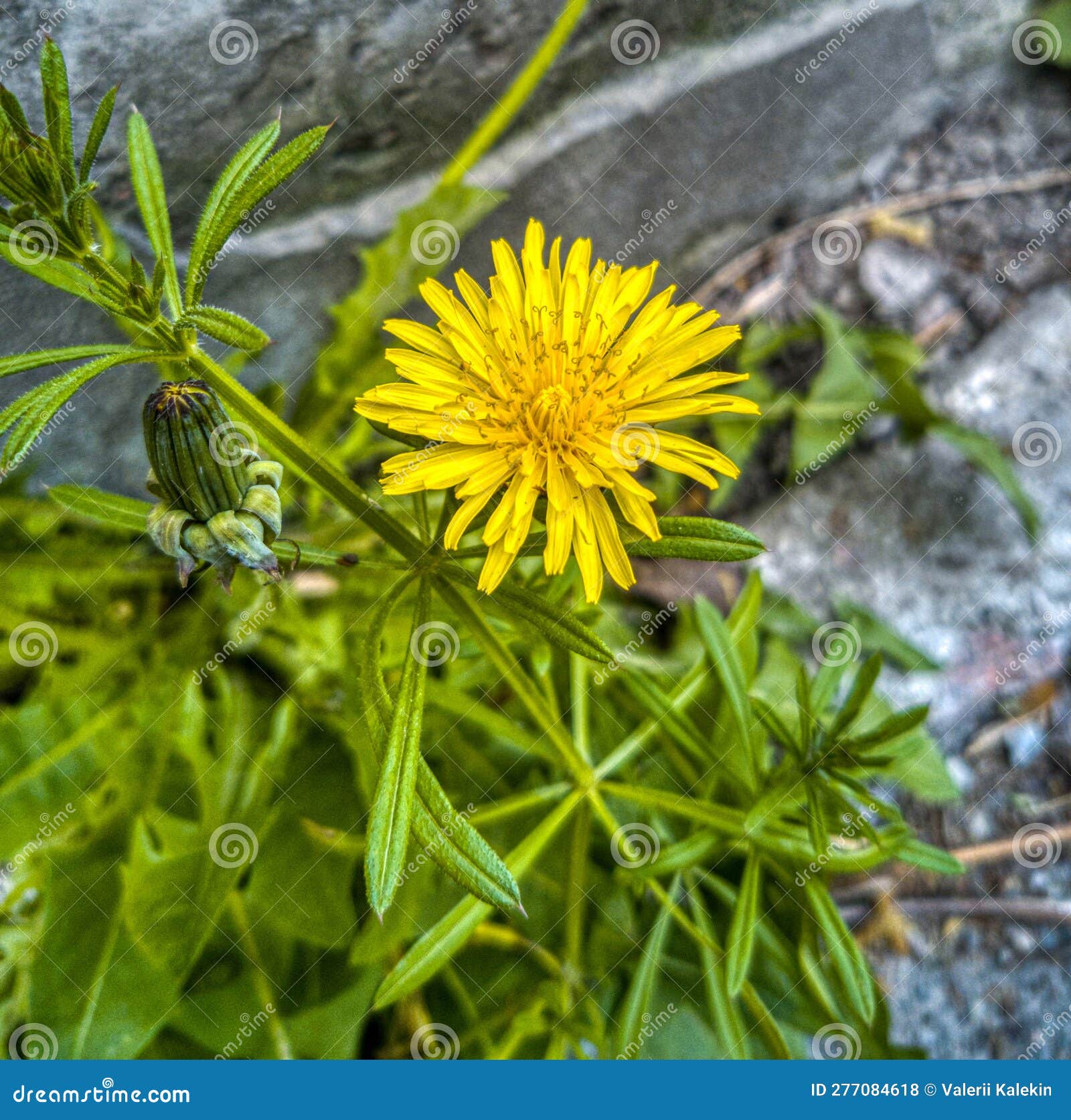 Medicinal Dandelion. Flower & Bud Stock Photo - Image of meadow ...