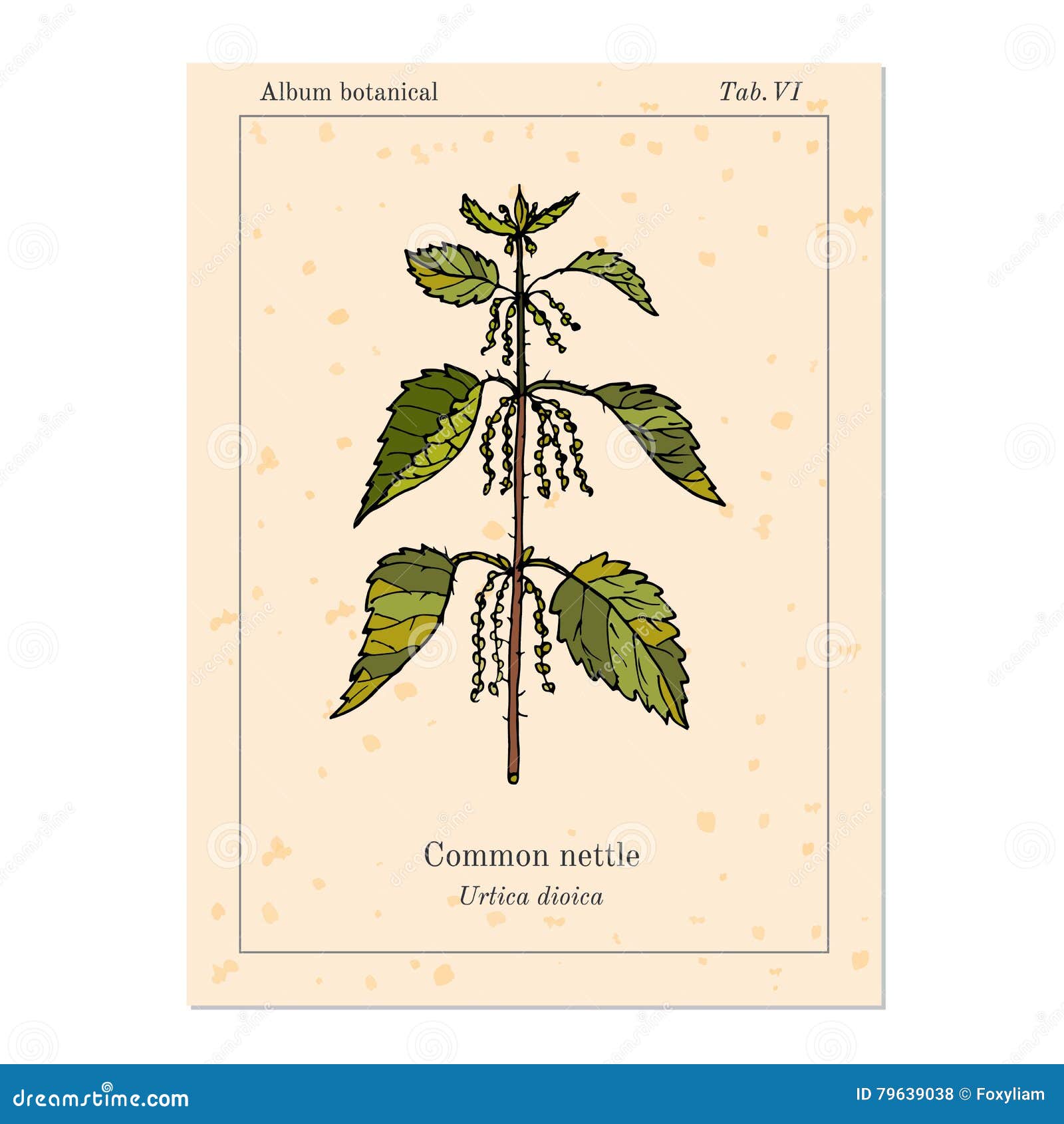 Common Nettle. Vector Hand Drawn Plant. Vintage Medicinal Plant Sketch ...