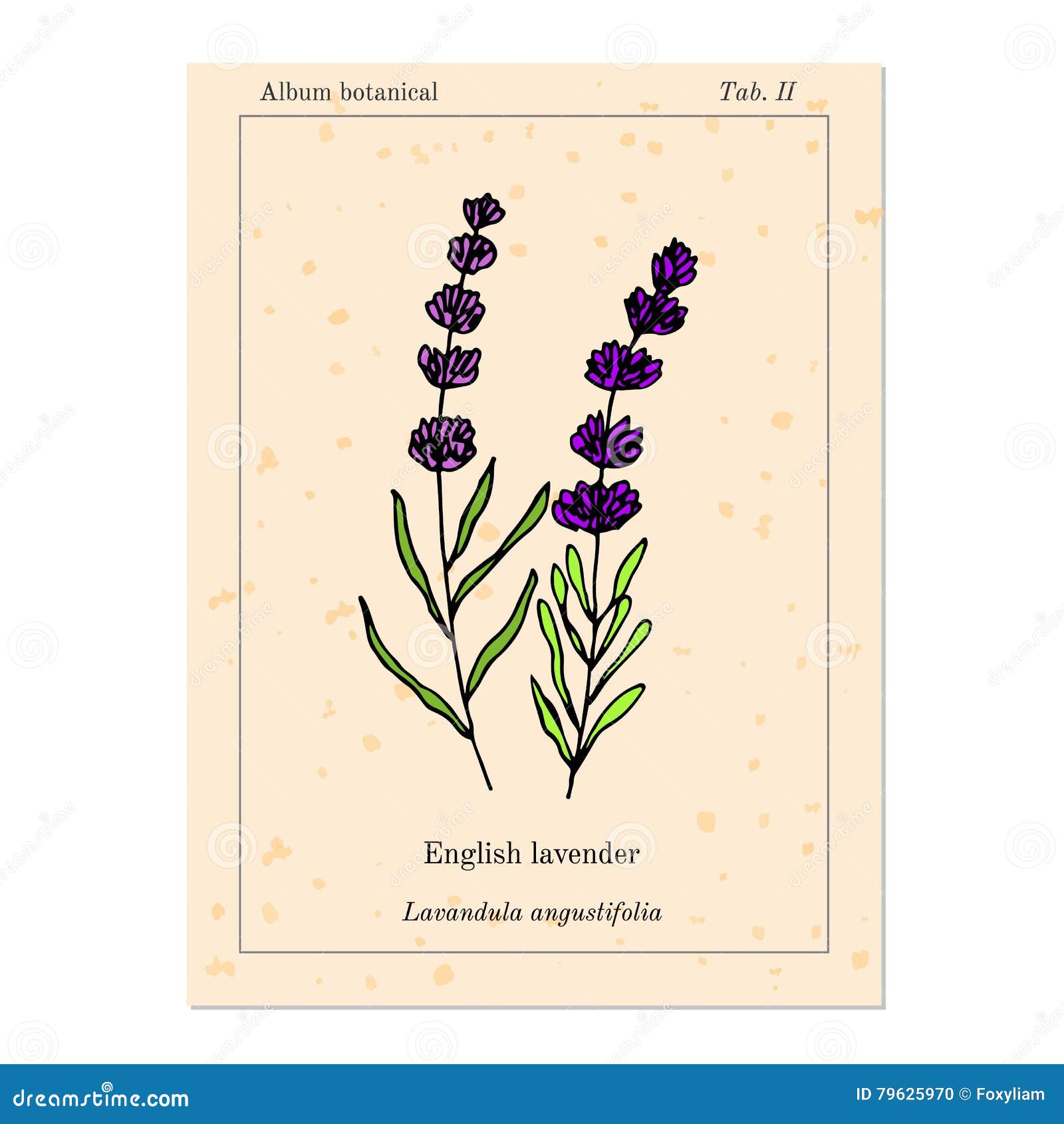 Medicinal Herb English Lavender, Old Book Page. Stock Vector ...