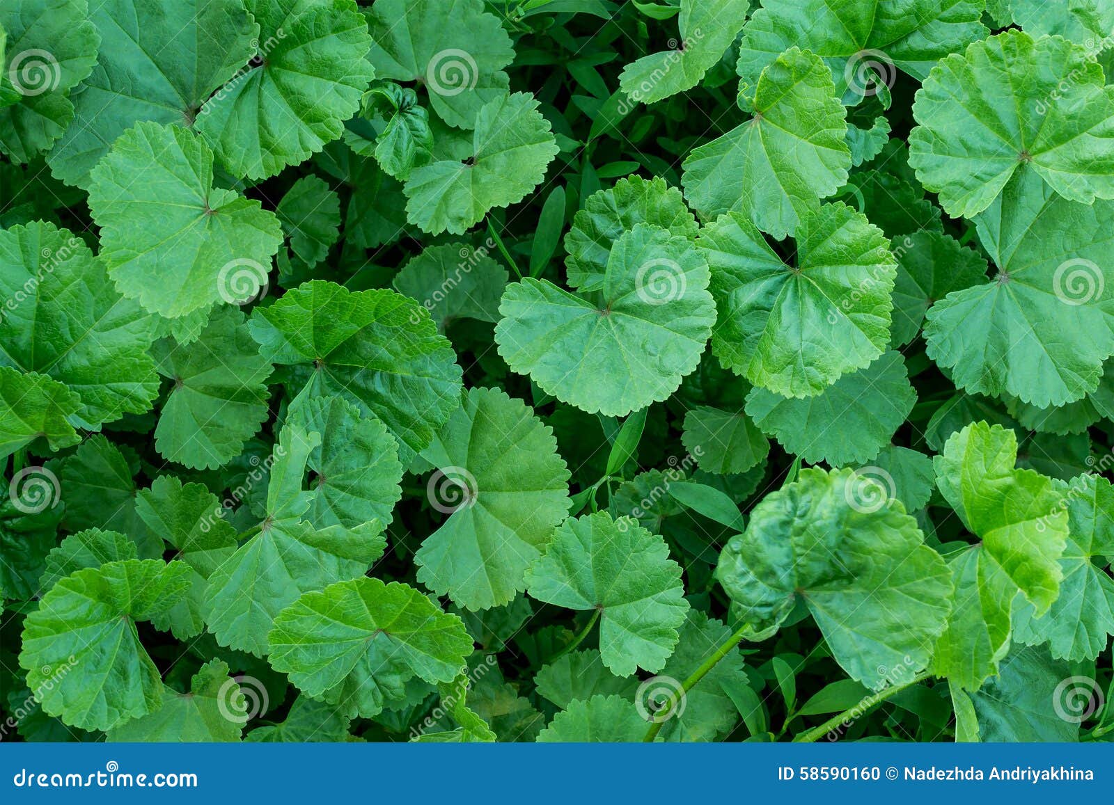 Medicinal Herb Lady S Mantle Stock Photo - Image of meadow, color: 58590160