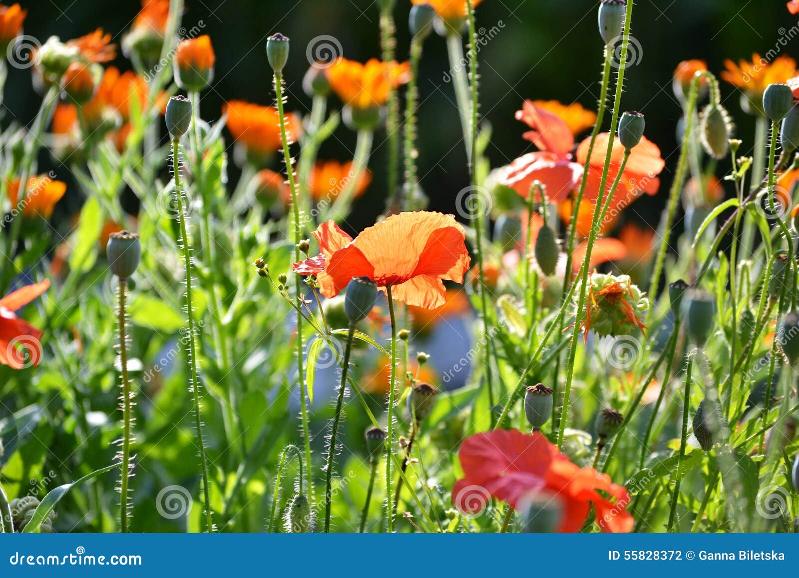 Medicinal herb and poppy stock photo. Image of herb, medicinal - 55828372