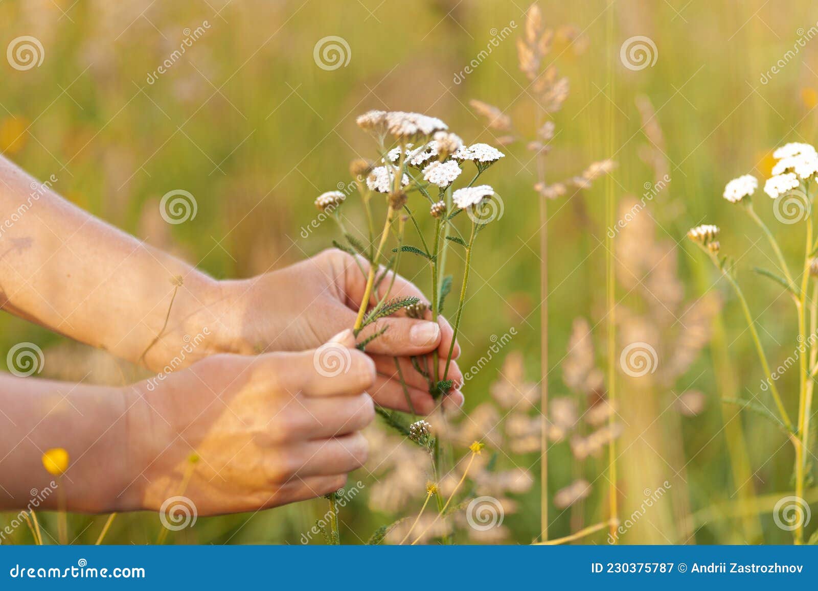Medicinal Herbs And Alternative Medicine Wild Plants Are Good For Health Stock Image Image Of