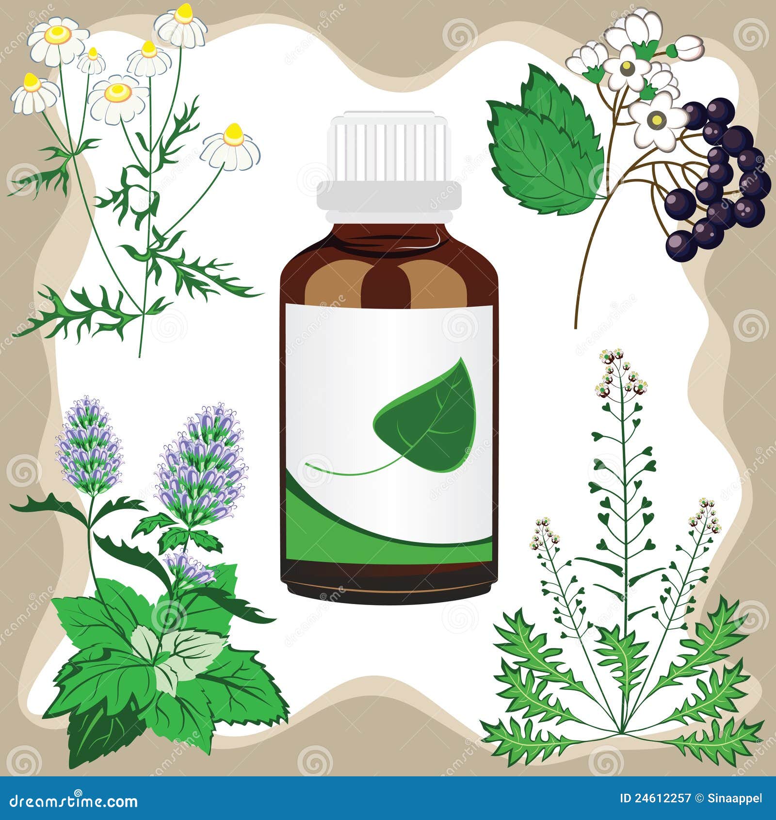 Medicinal Herbs With Bottle, Vector Illustration Royalty Free Stock ...