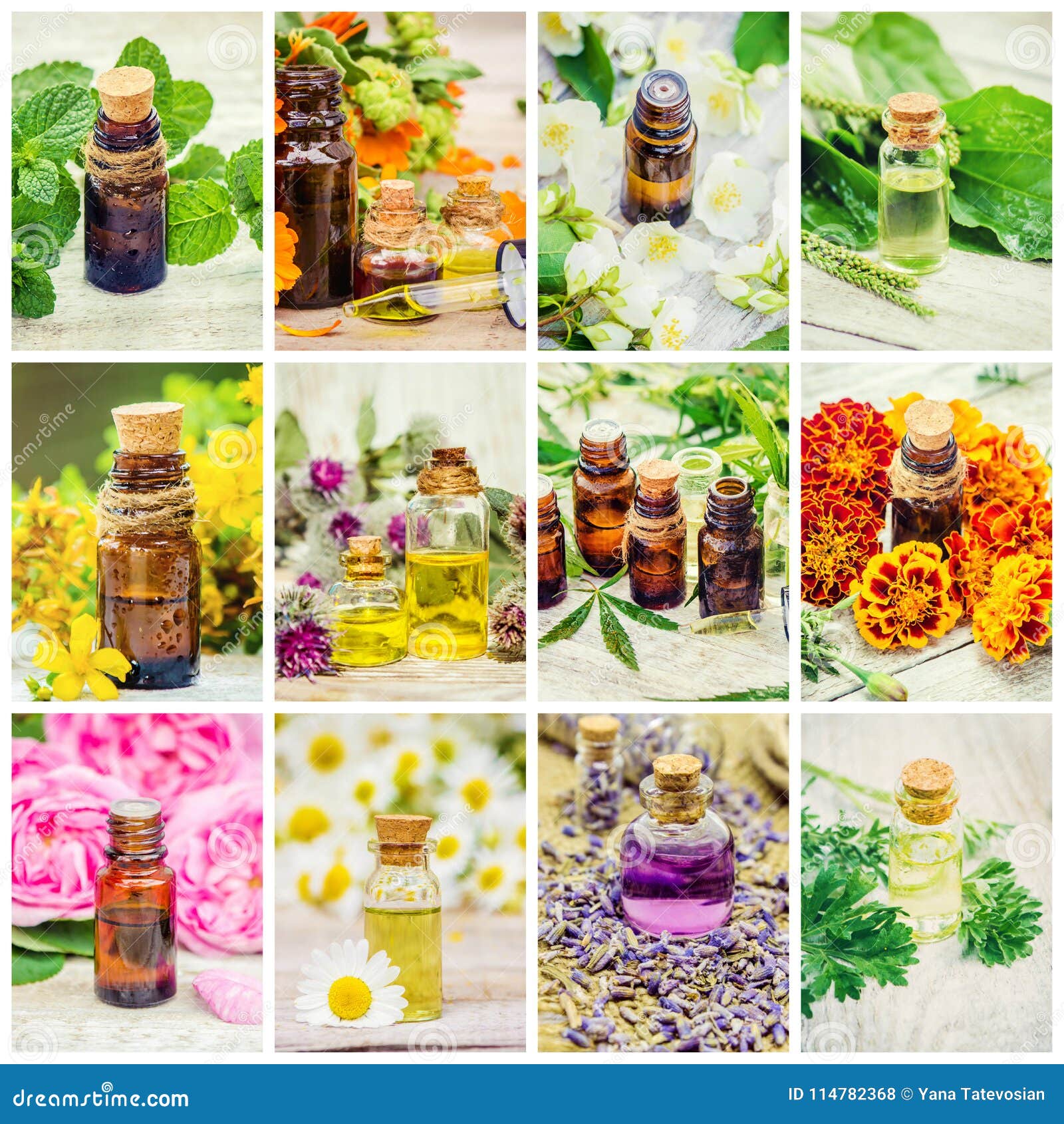 Medicinal herbs collage. stock photo. Image of beautiful - 114782368
