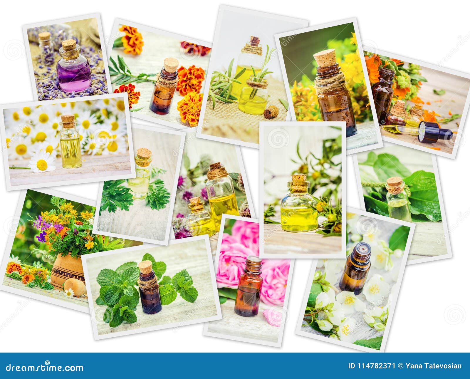 Medicinal herbs collage. stock image. Image of bottle - 114782371