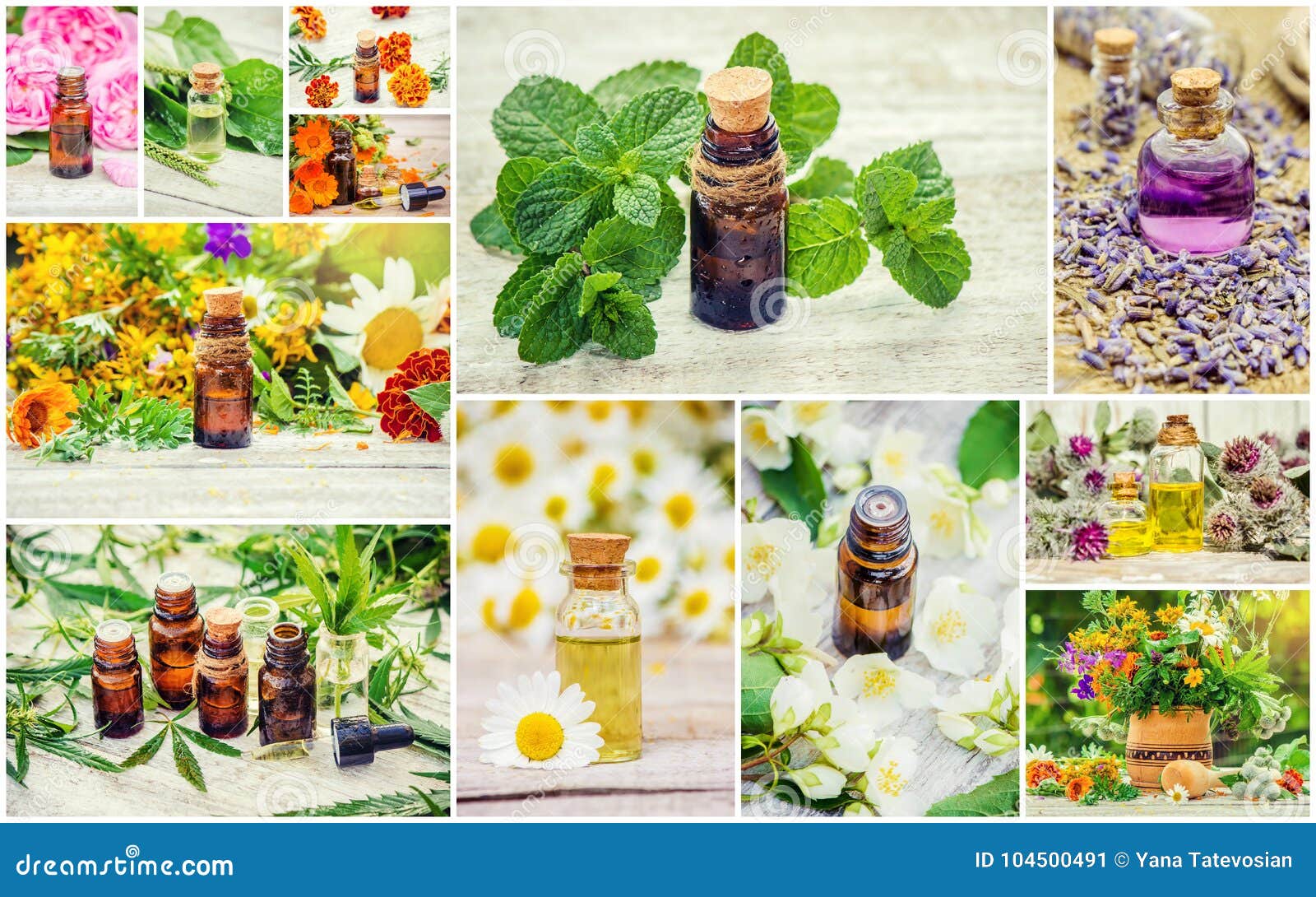 Medicinal herbs collage. stock image. Image of decoction - 104500491