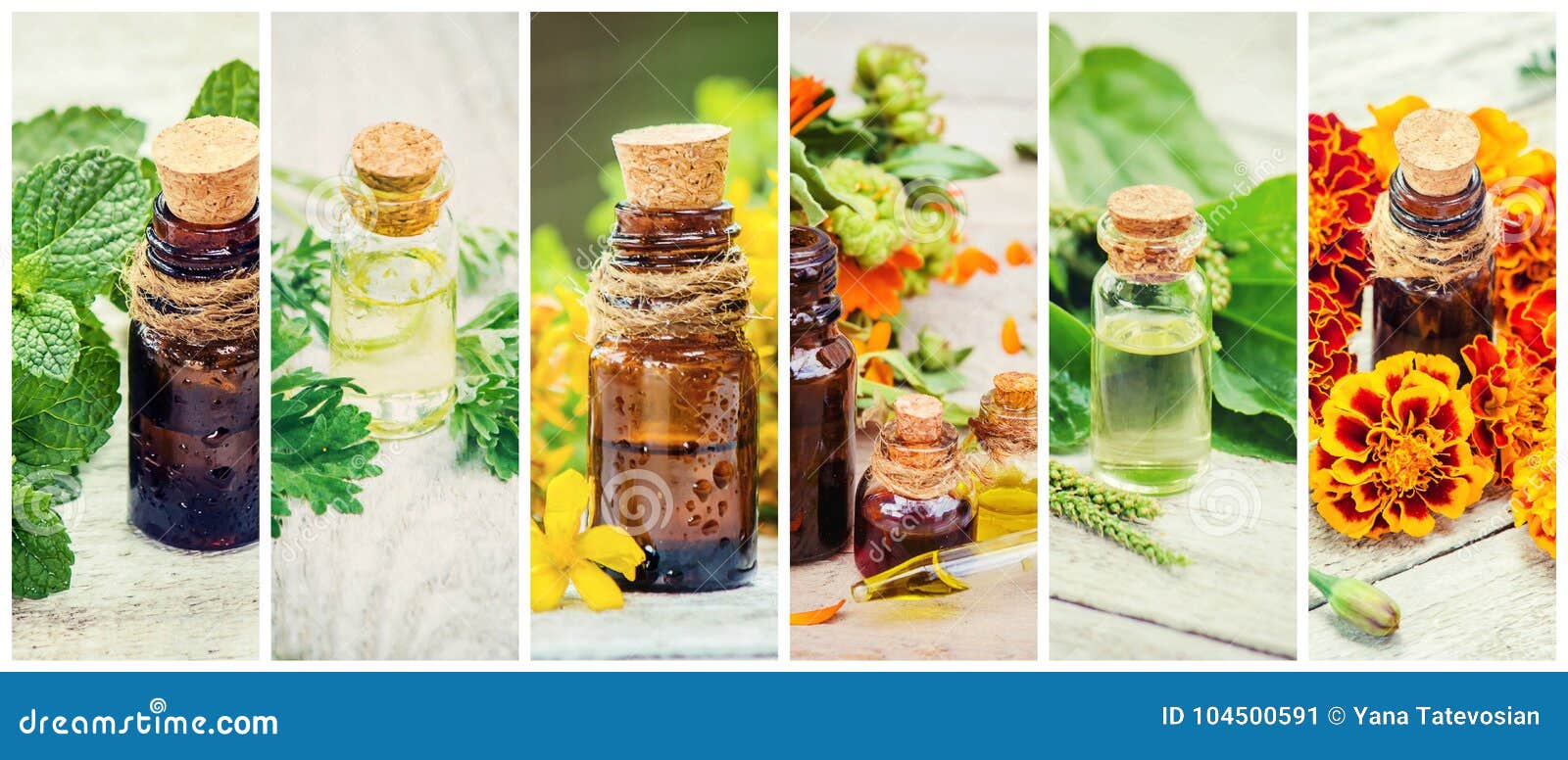 Medicinal herbs collage. stock image. Image of medicinal - 104500591